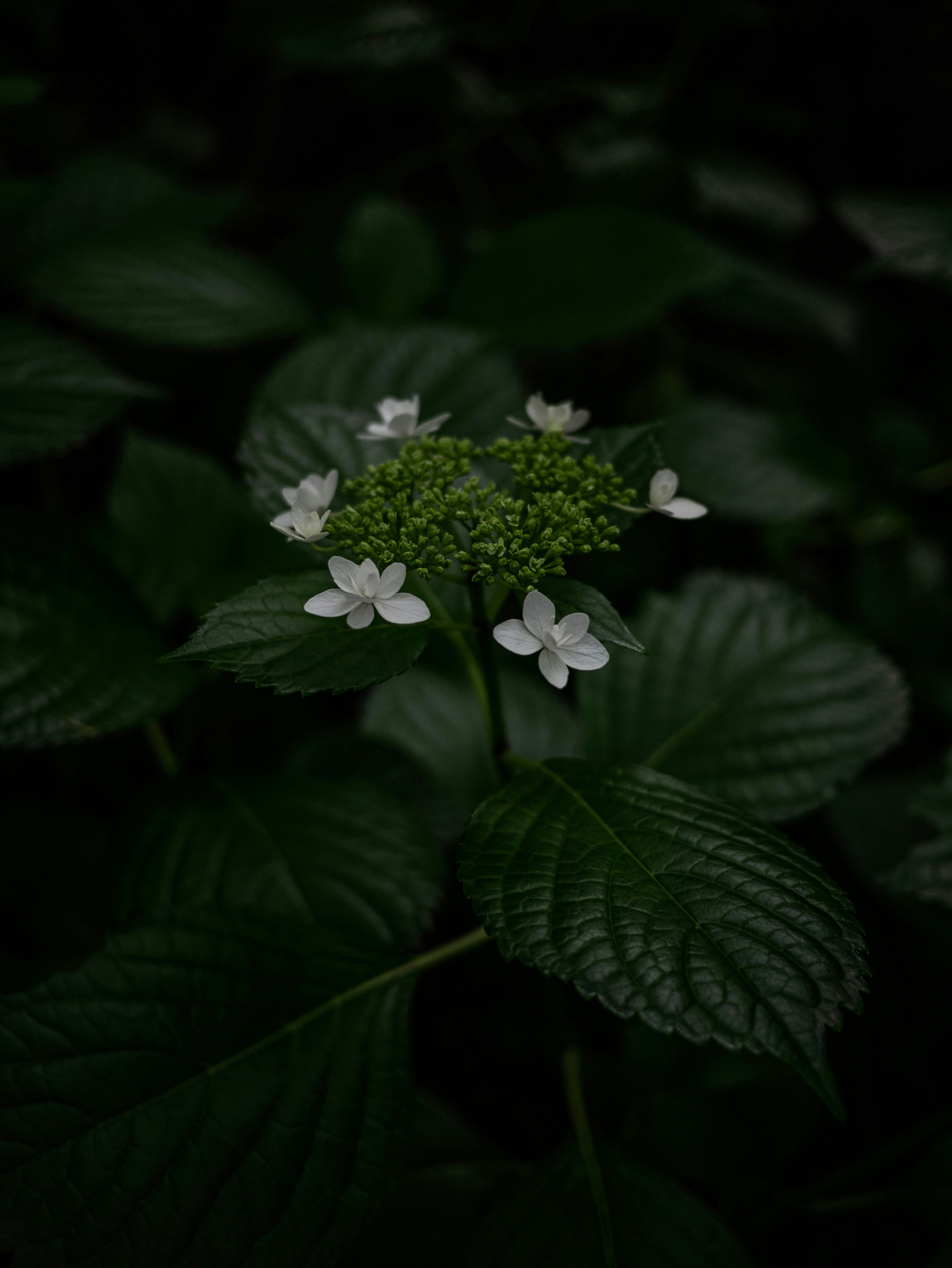 Midnight Hydrangea: a cluster of white blossoms amid deep-green leaves