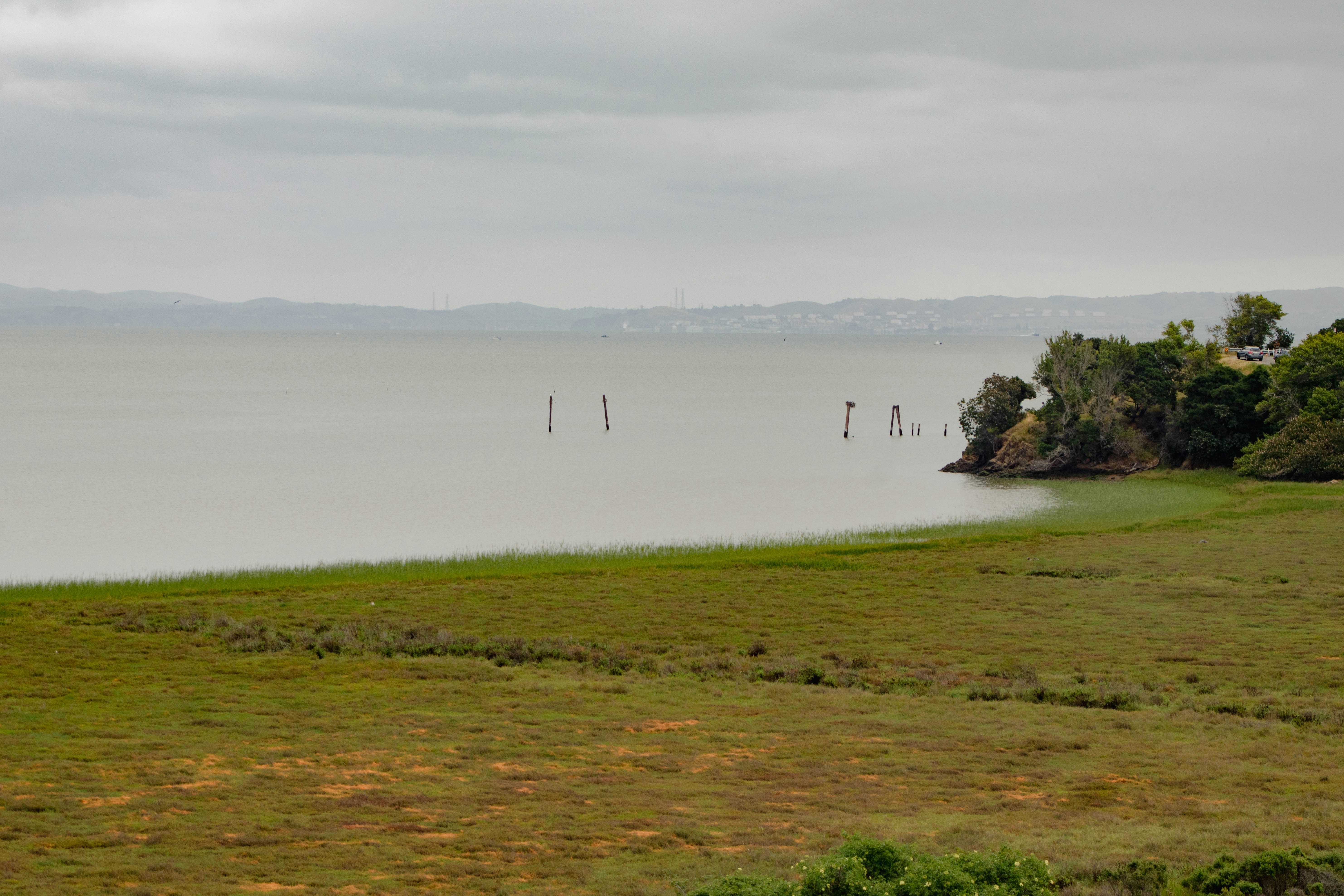 Shoreline Confluence: Grass, Water, and Distant Pines