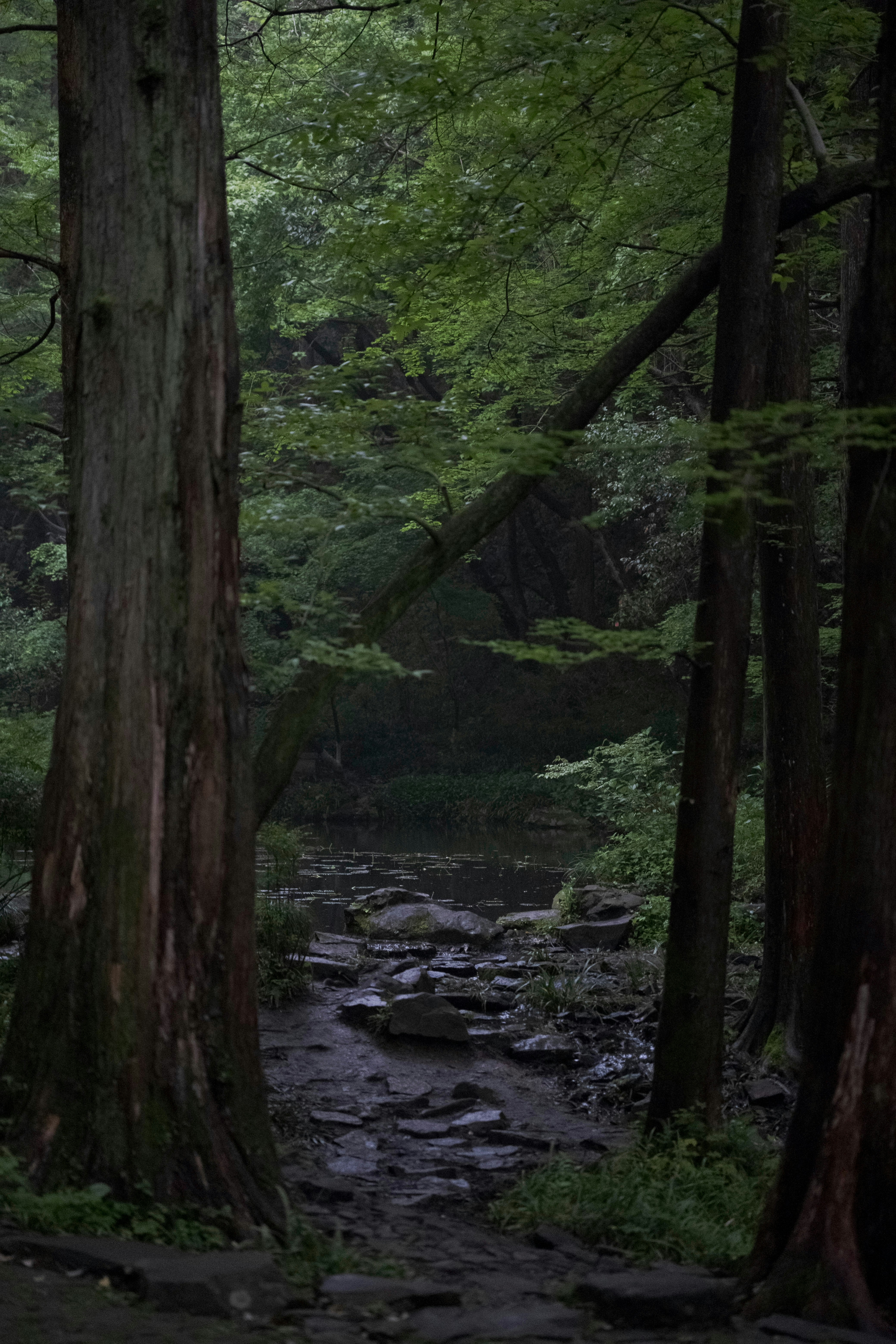 Whispering Pines by the Water: A Quiet Forest Stream