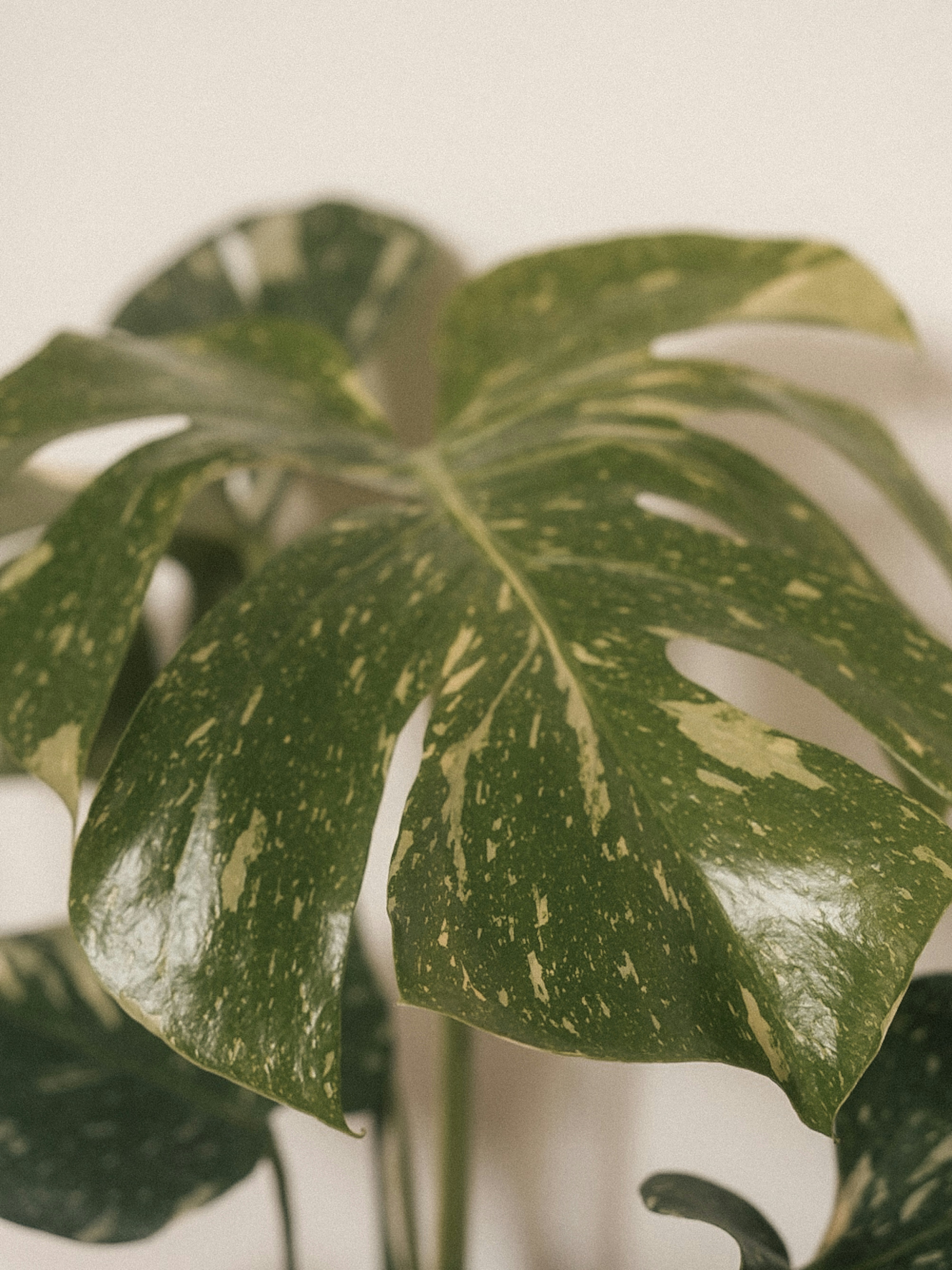 Variegated Monstera Leaf Close-Up
