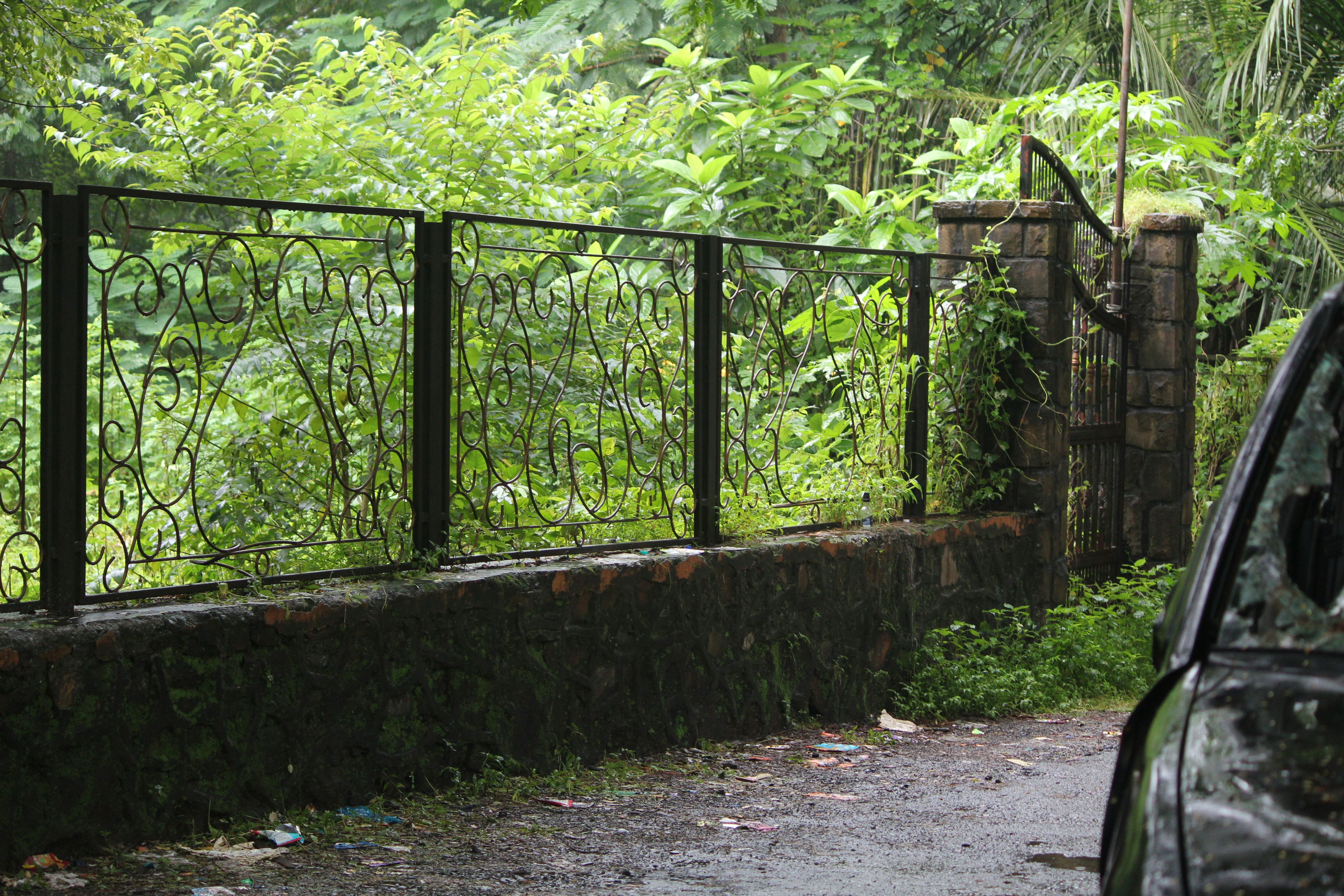 Overgrown Terrace: A Quiet Fenced Verge by the Mossy Road