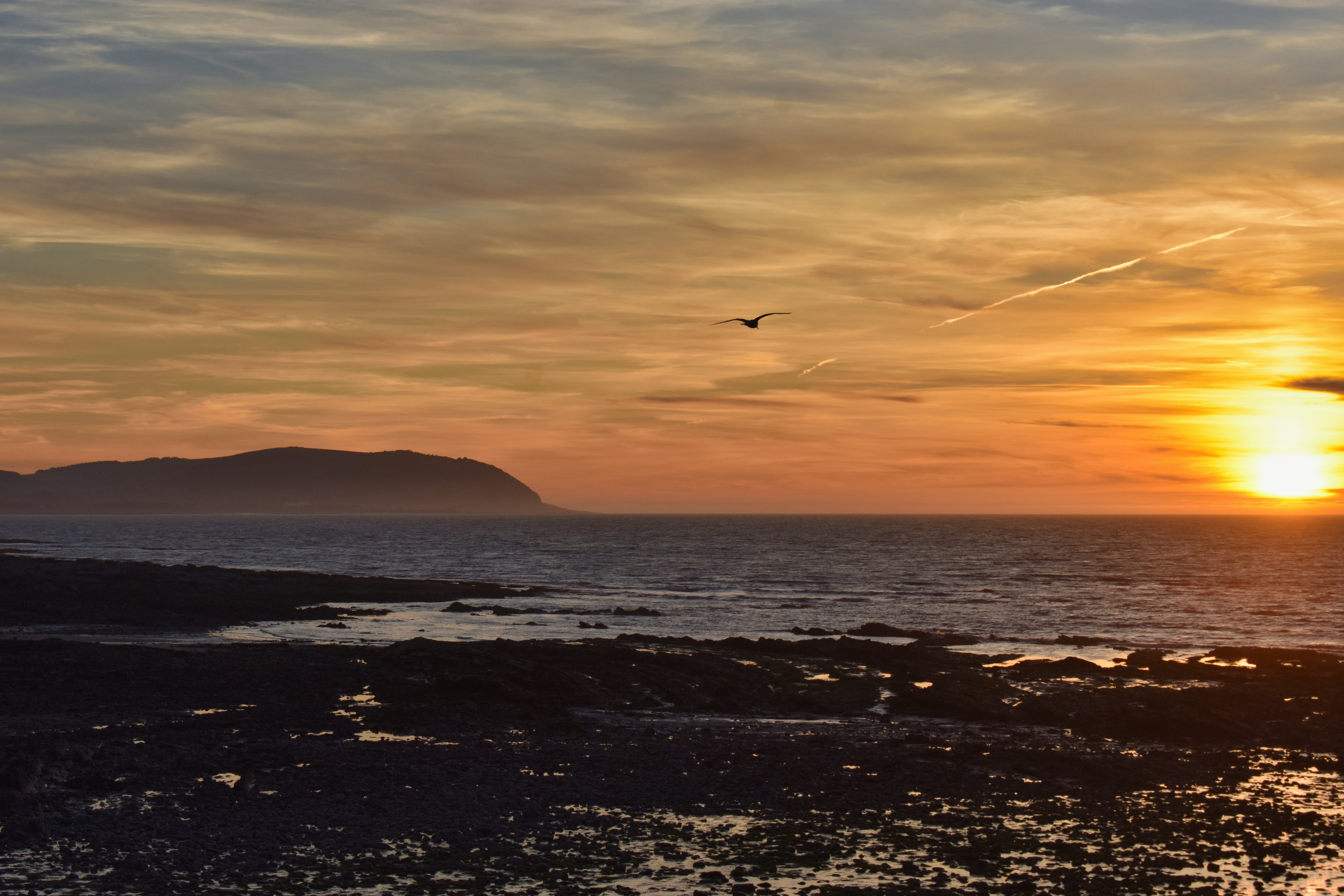 Sunlit shoreline with distant island and lone seagull