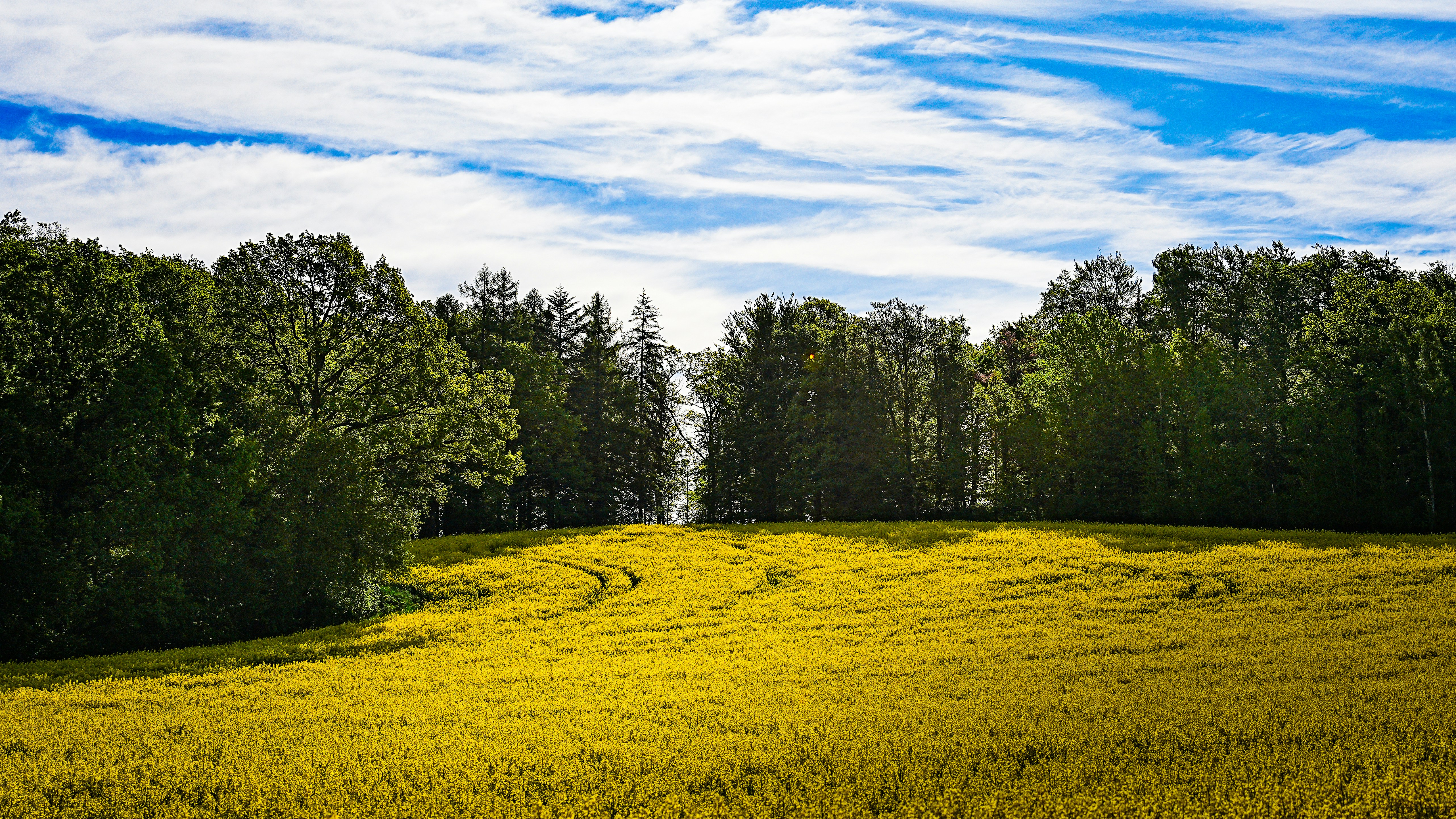 Golden Meadow Under a Veil of Sky