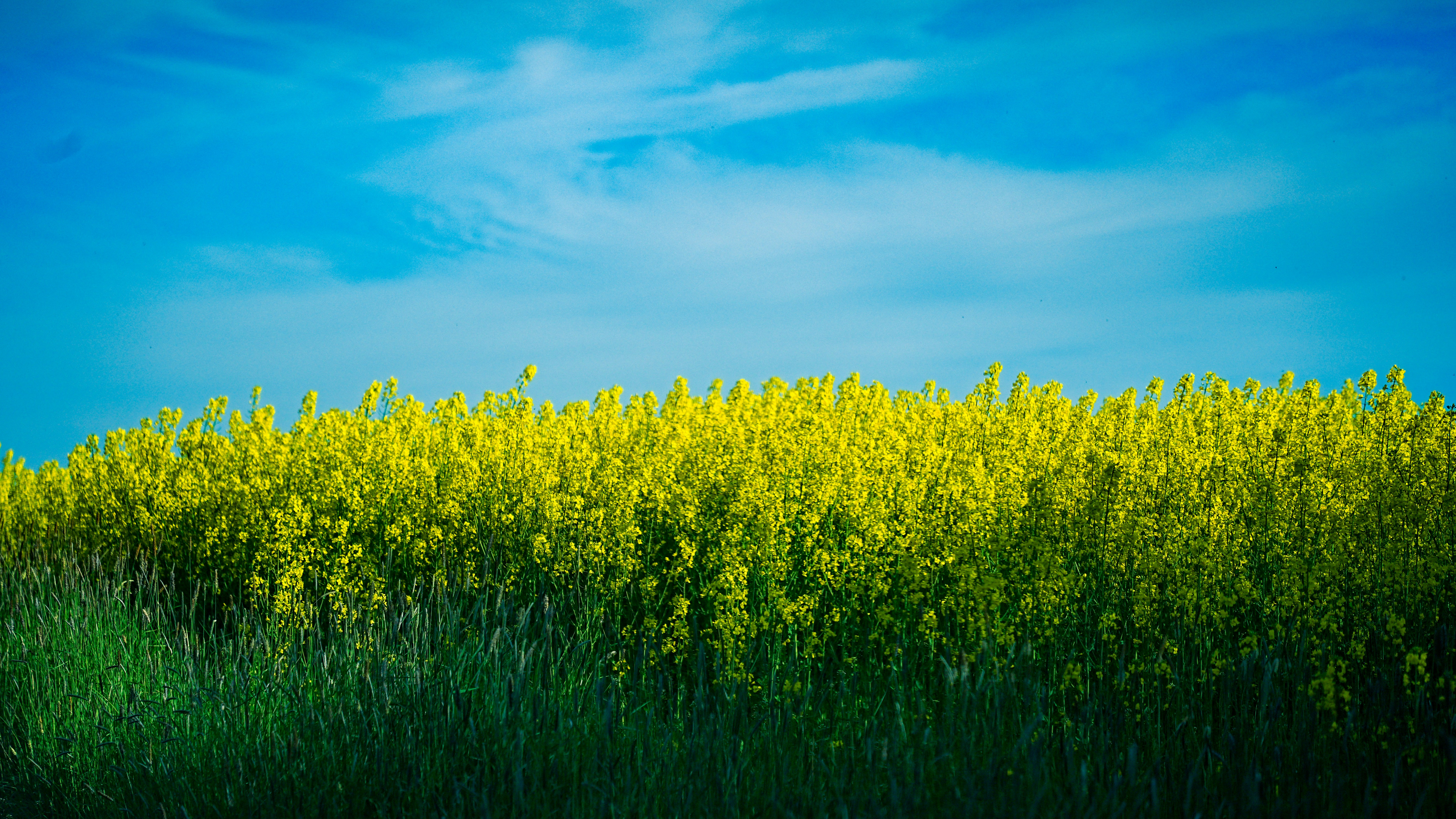 Fields of Gold: Canola Sea Under a Sky of Blue