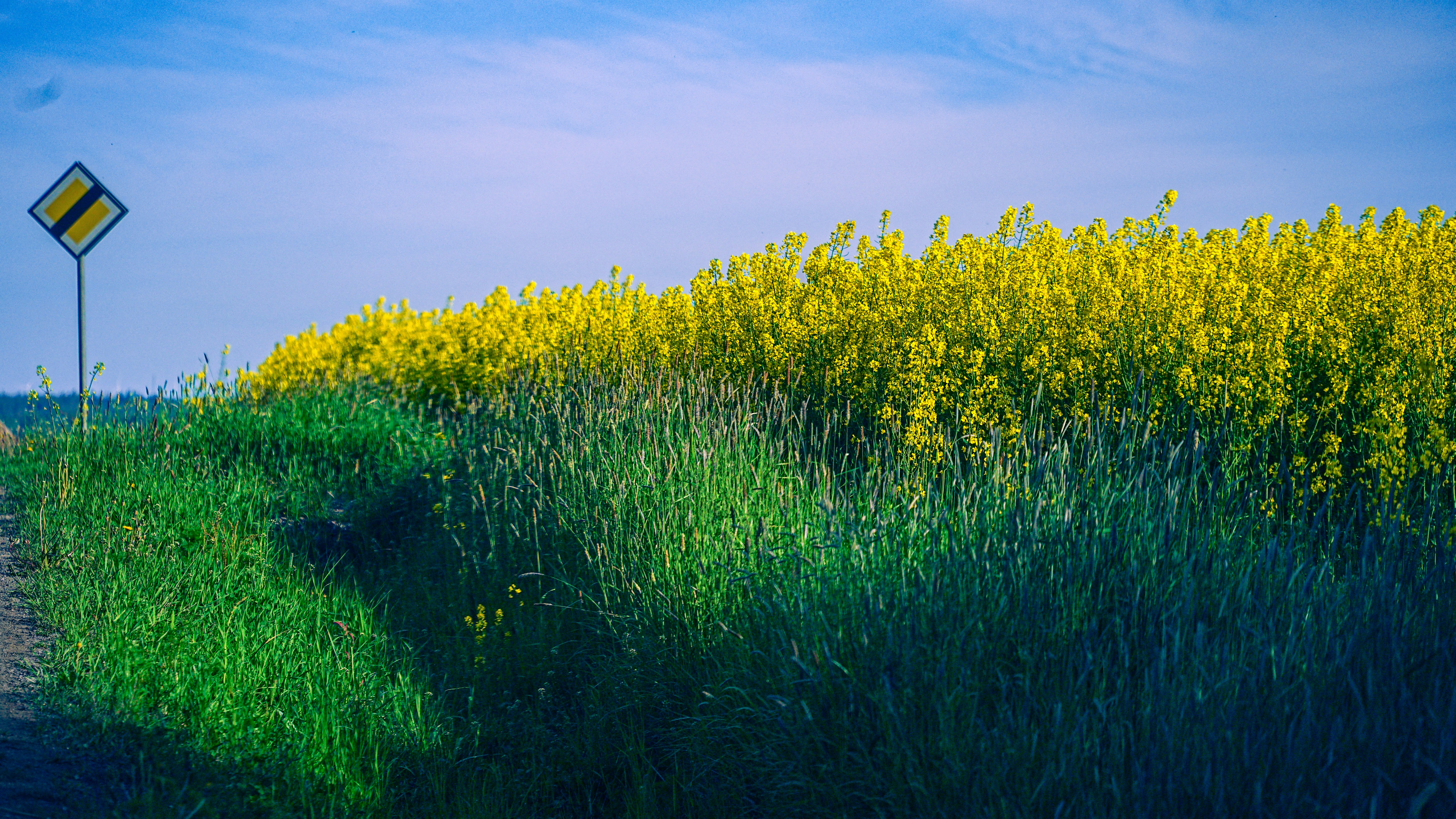 Yellow flowers bloom beside green grass and a road sign.