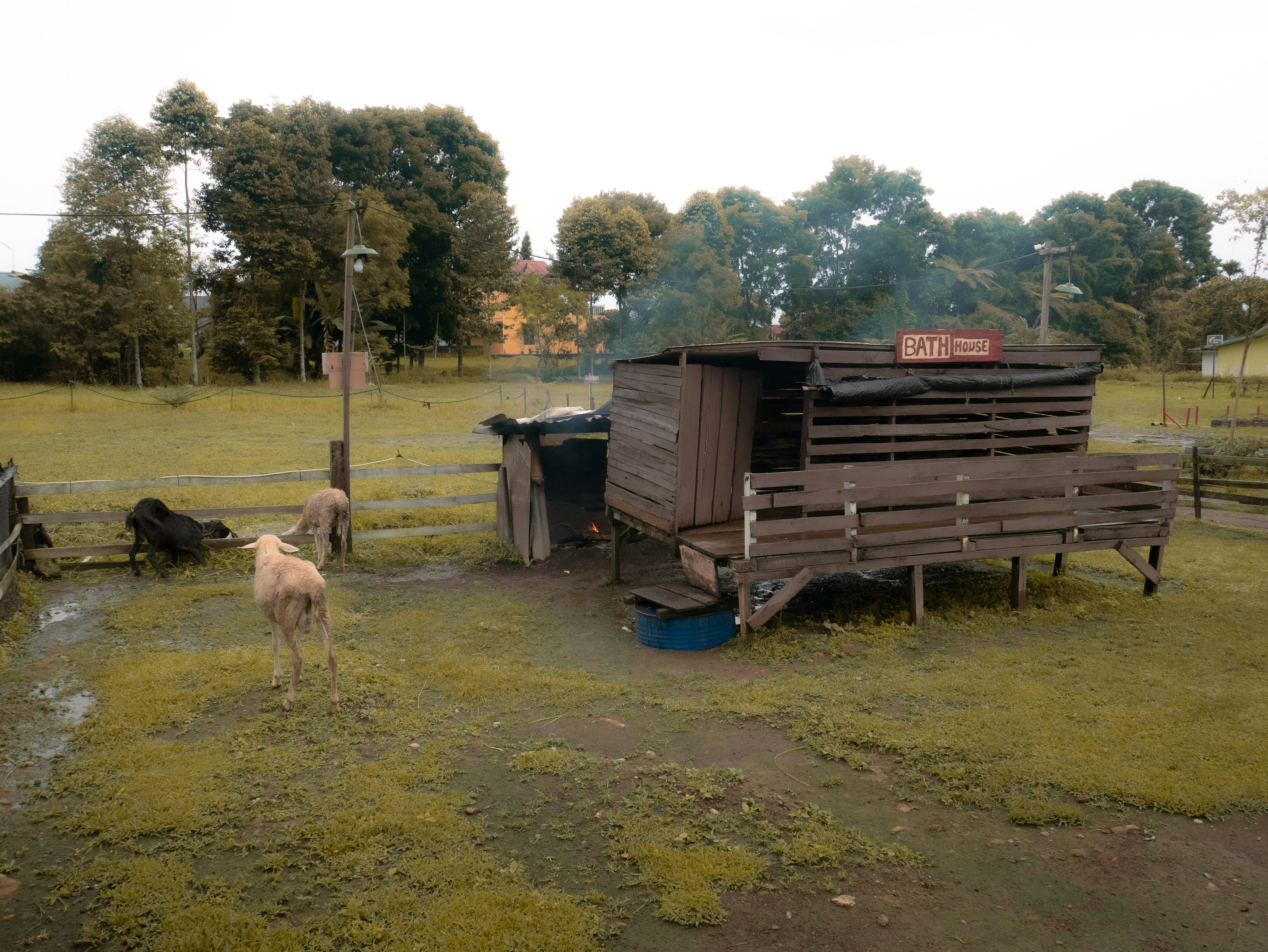 Goats roaming a muddy farm yard beside a wooden elevated bath house structure.