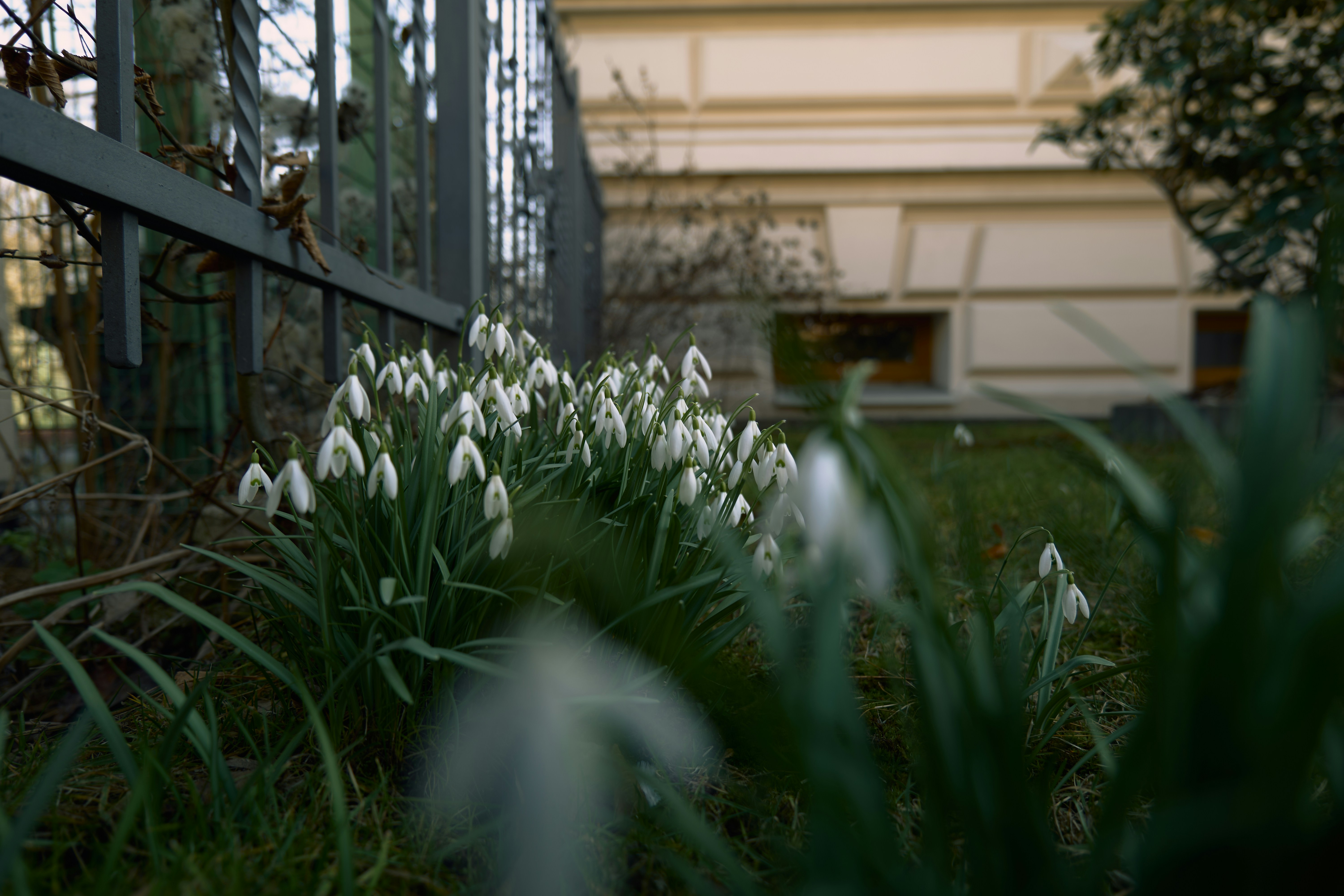 Silent Snowdrops Along a Fenced Verge