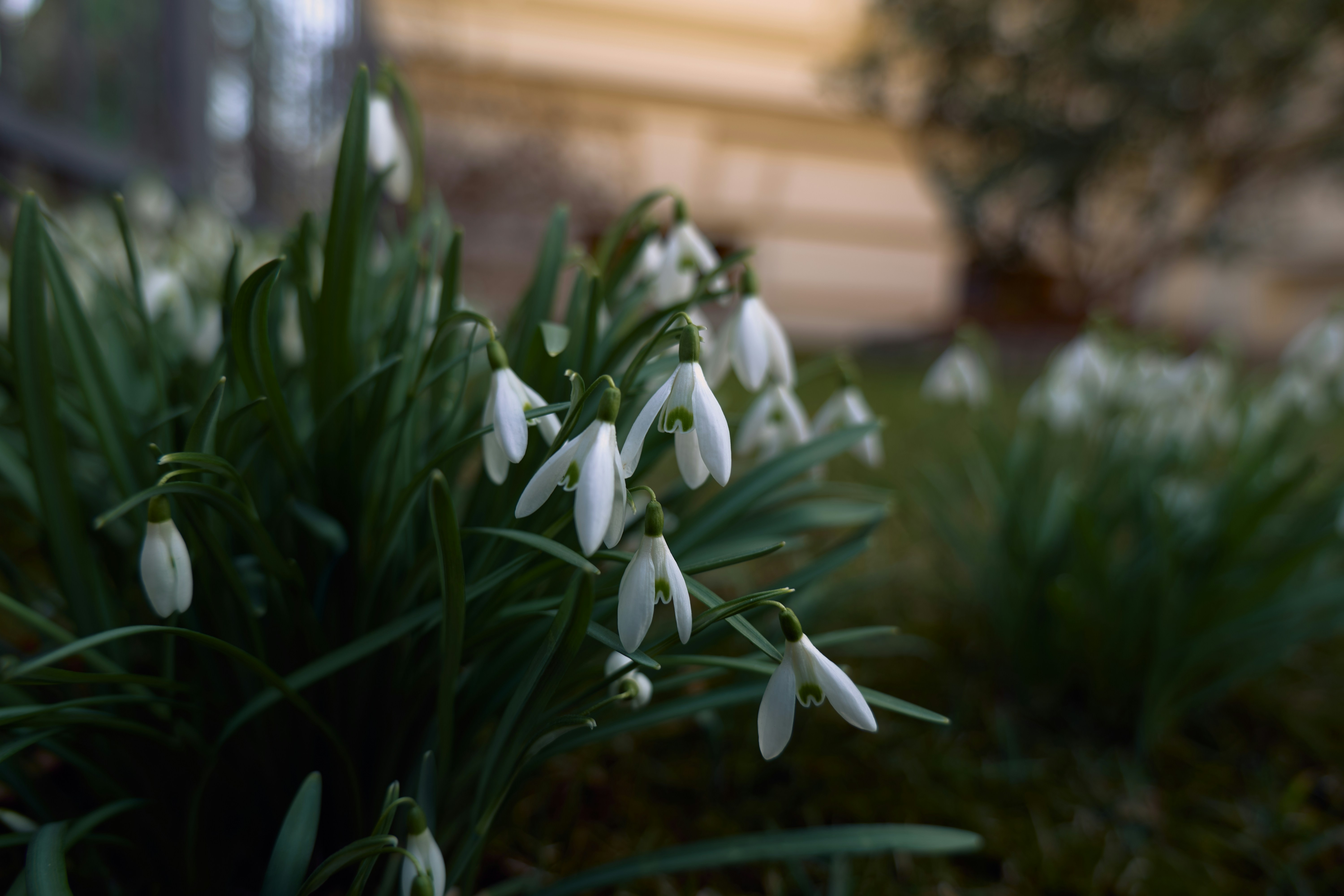 Snowdrops in soft morning light by a blurred garden edge