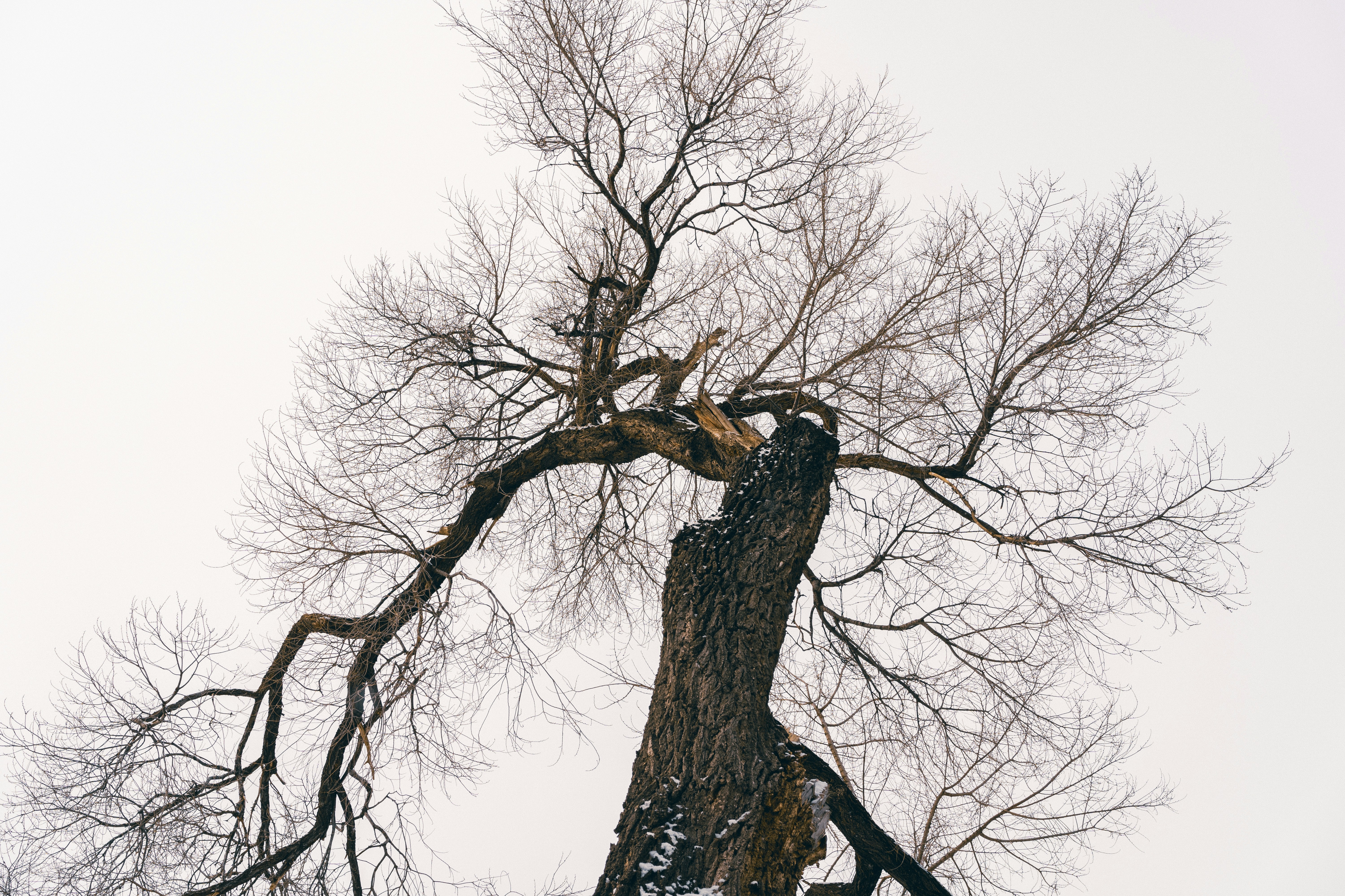 Winter Arboreal Sentinel Reach