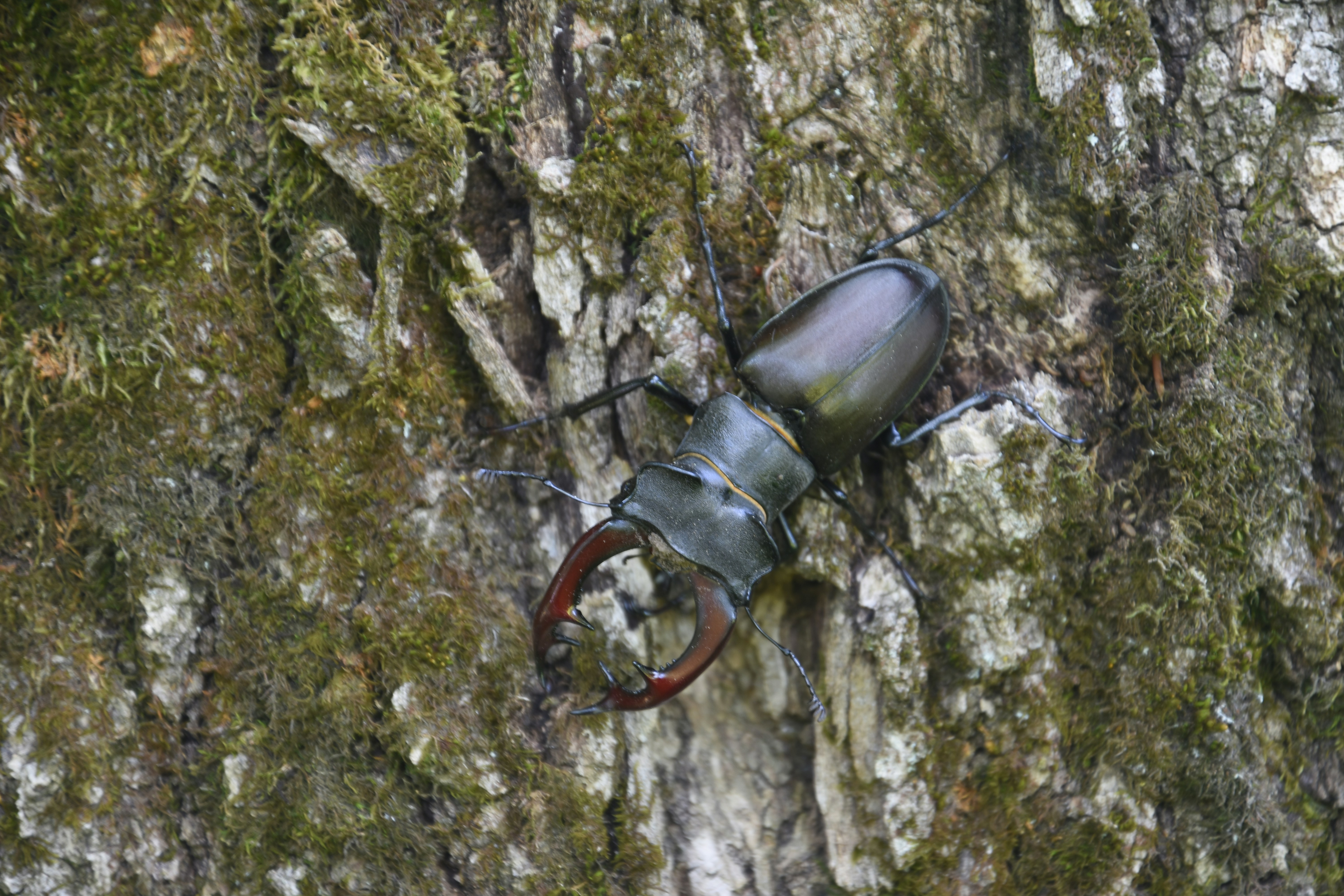 Clawed Insect Clamp on Mossy Bark