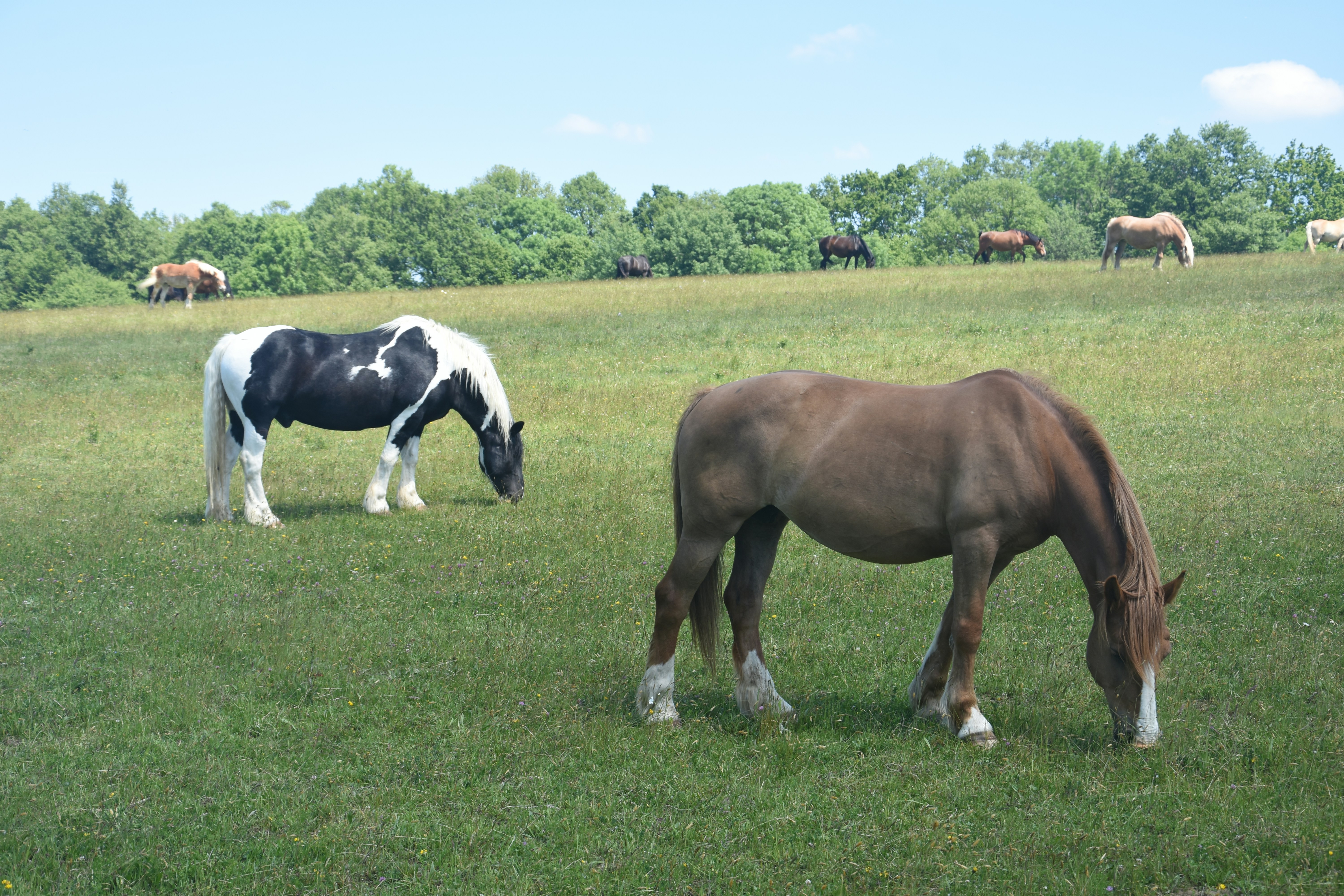 Pasture Portrait: A Brown Horse and a Spotted Companion in a Sunlit Meadow