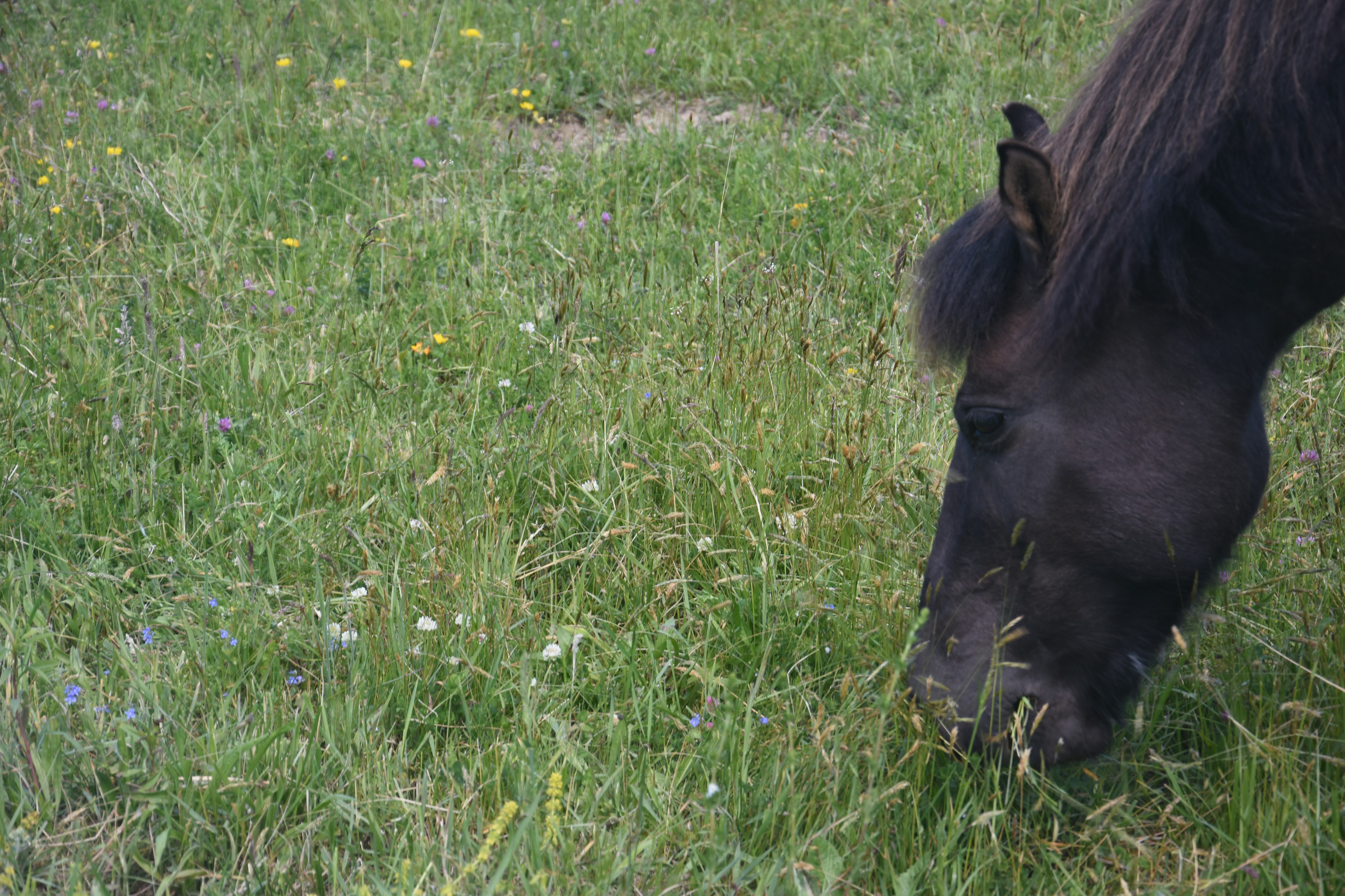 Nose-to-Grass: A Black Horse Browses a Meadow