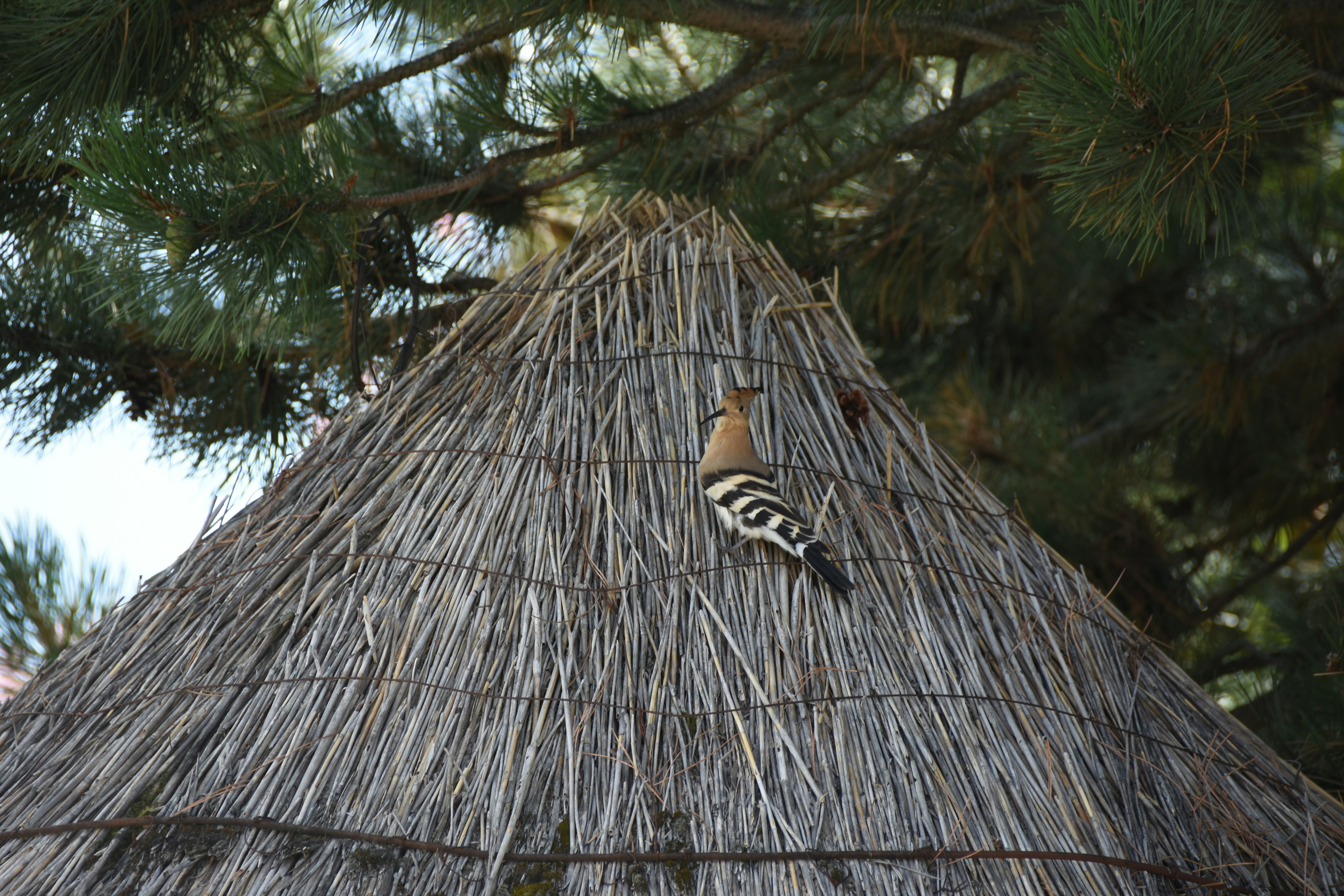 On the Thatch: A Goldfinch Grips a Peak on a Straw Roof