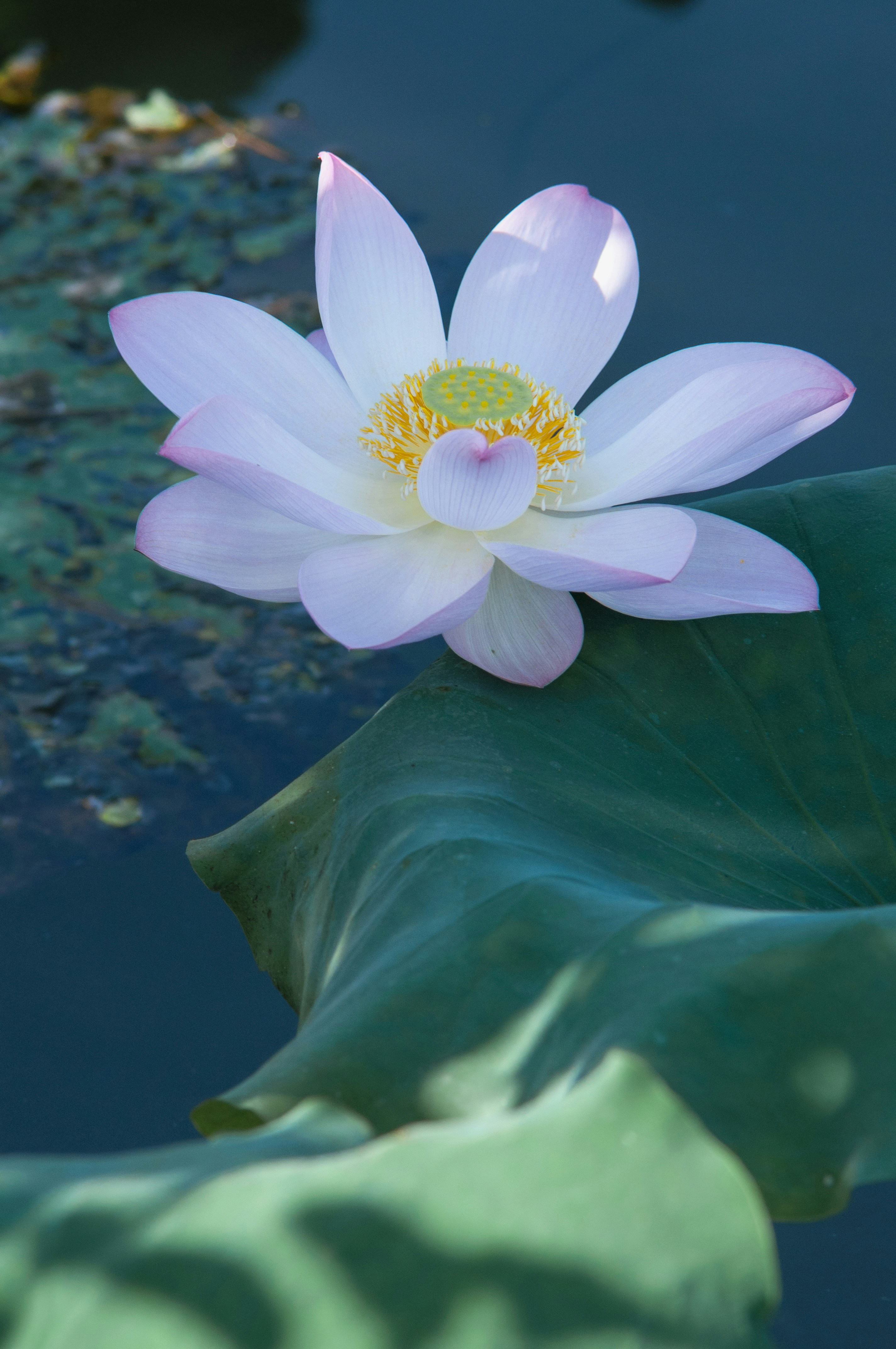 Pink-White Lotus Bloom at the Pond's Edge