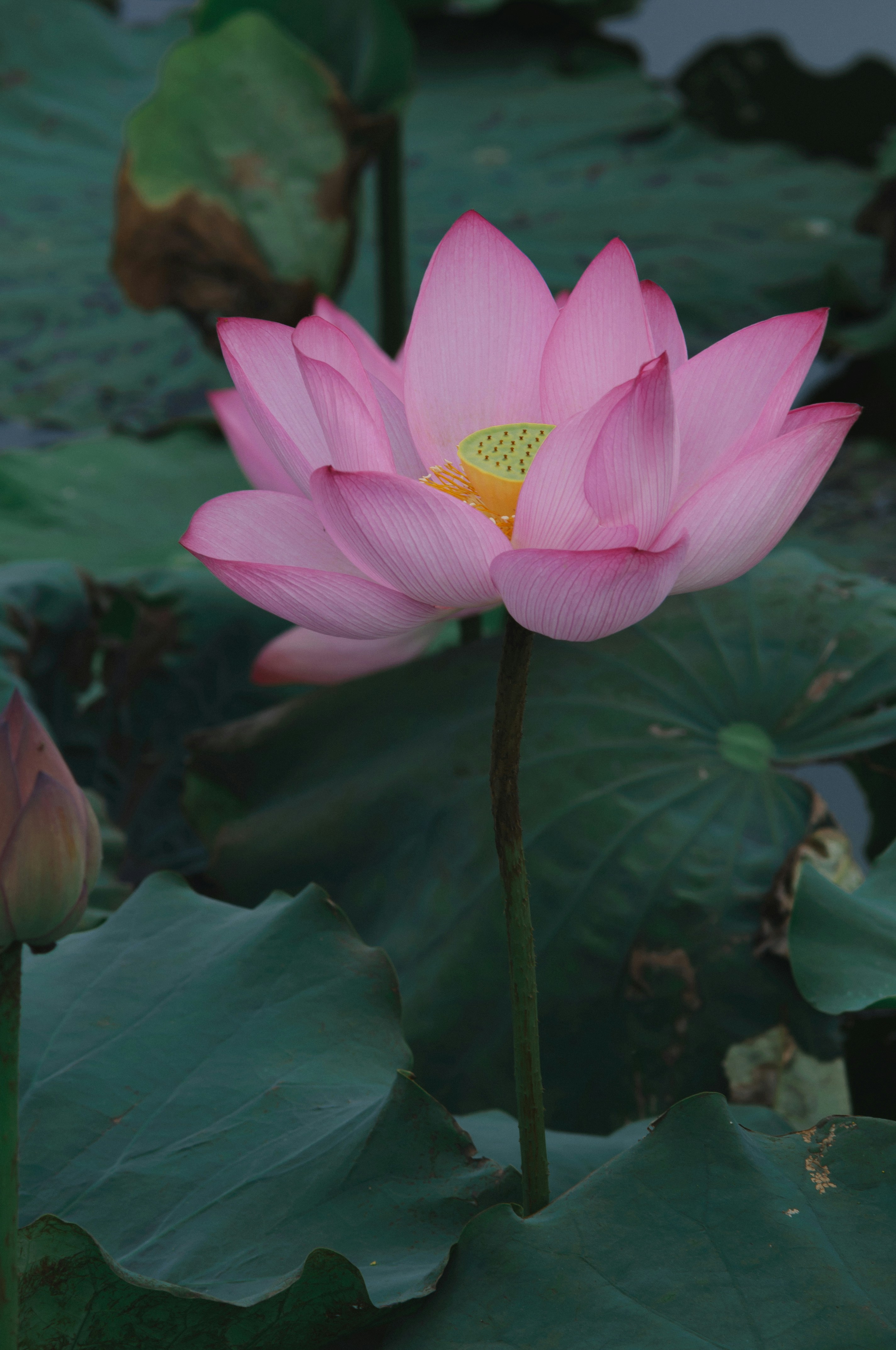 Pink Lotus Portrait: Center Stage on a Sturdy Stem