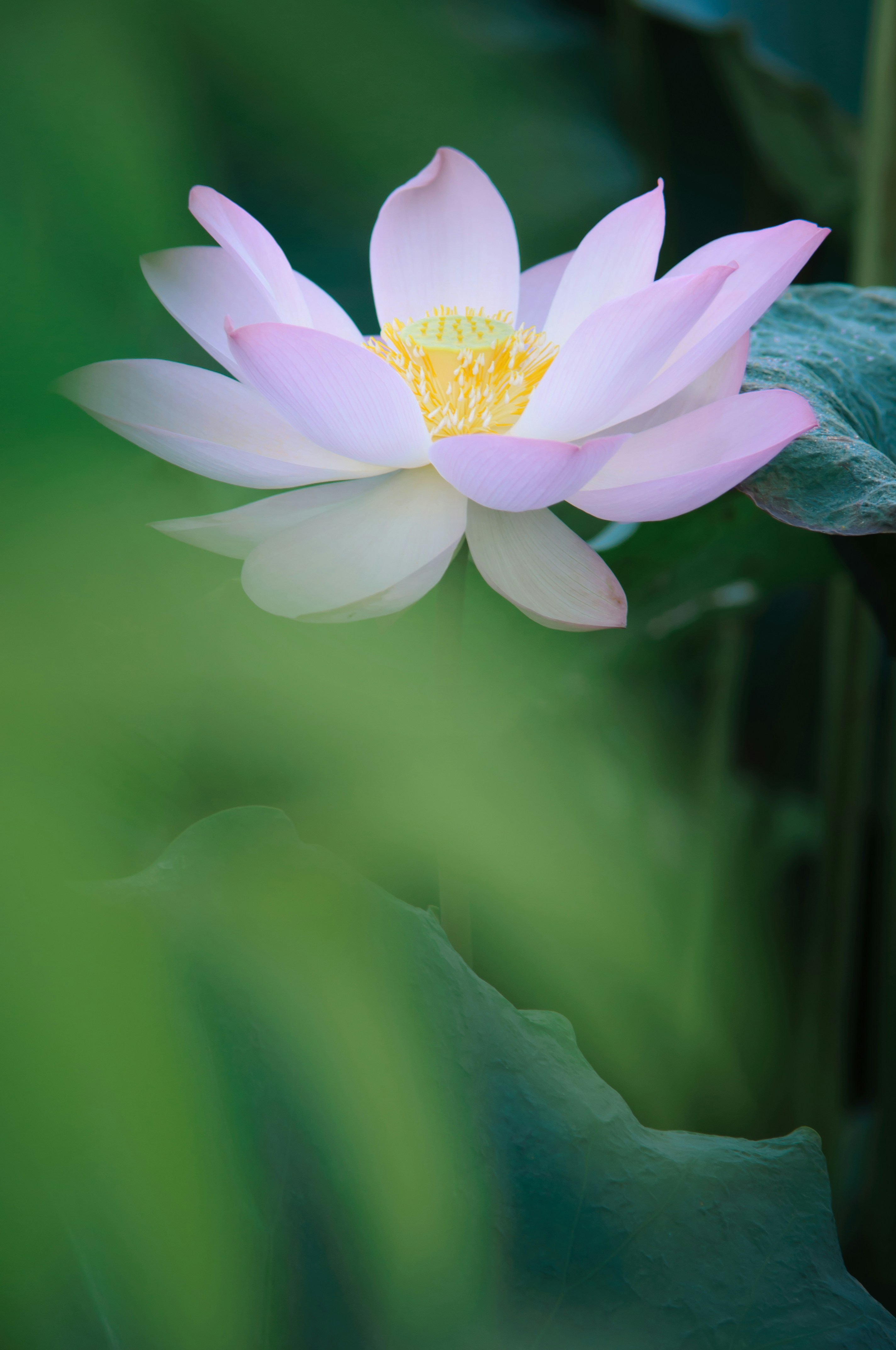 Soft pink lotus bloom with yellow center rises above blurred green leaves in a tranquil garden scene.