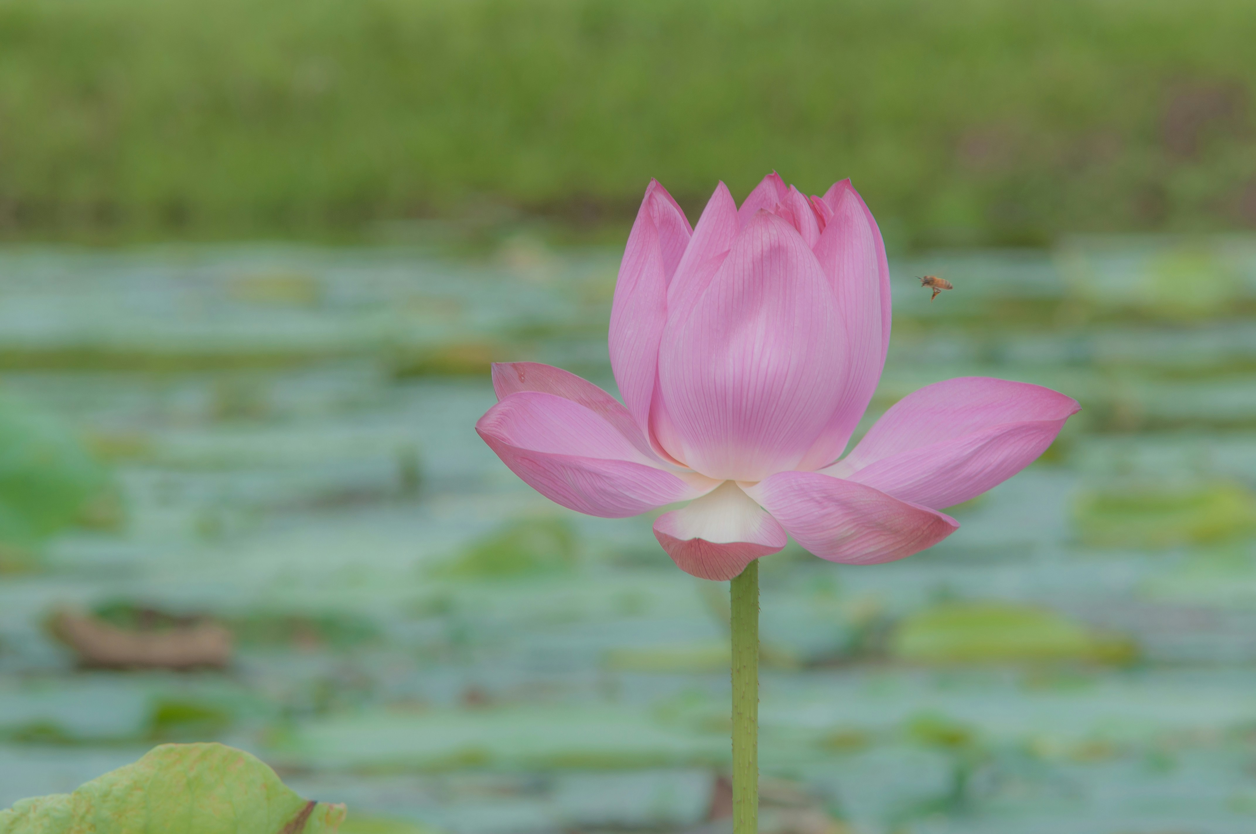 Blossom Sentinel: A Pink Lotus Against a Quiet Pond
