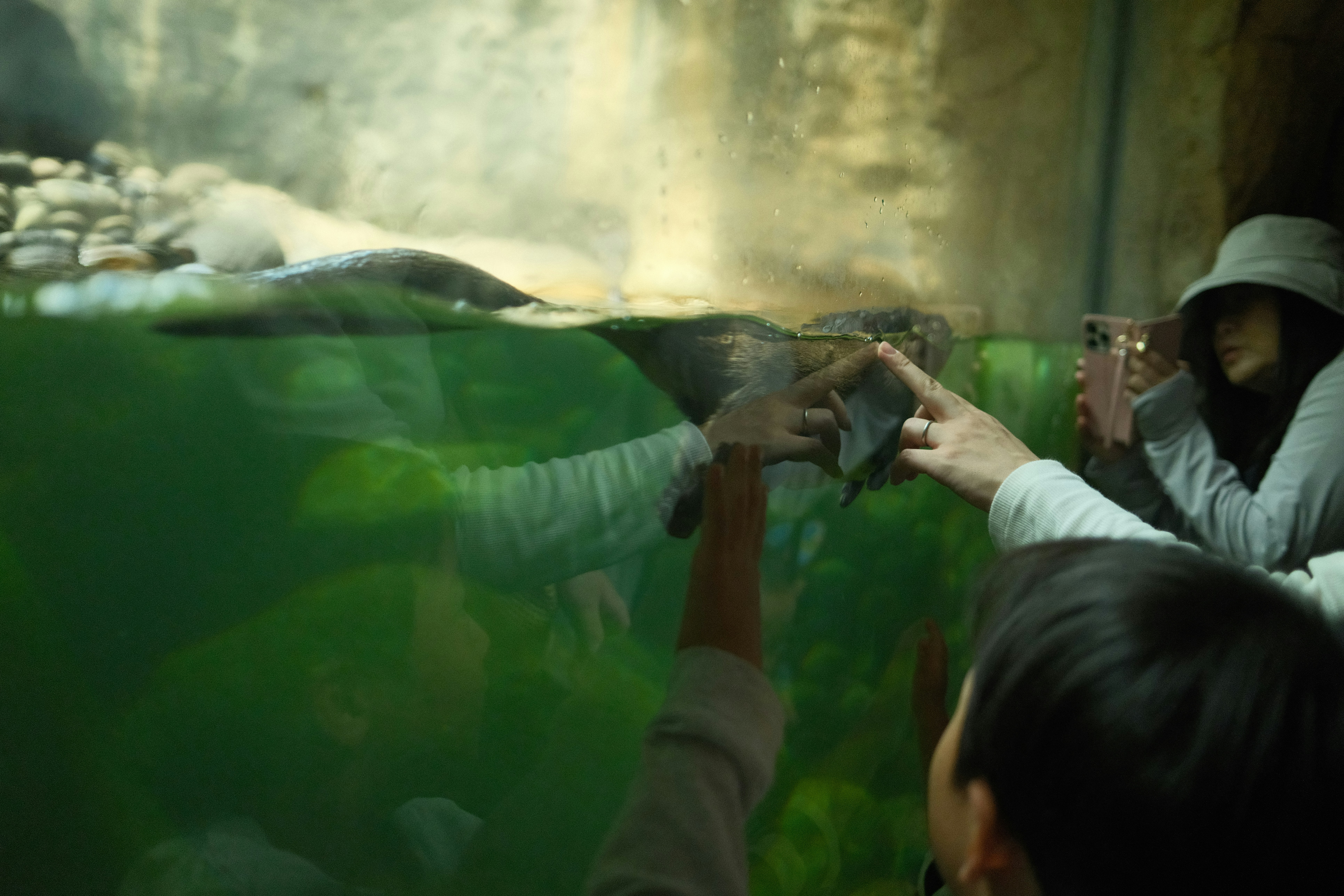 Hands Across the Glass: A Shared Moment at the Exhibit