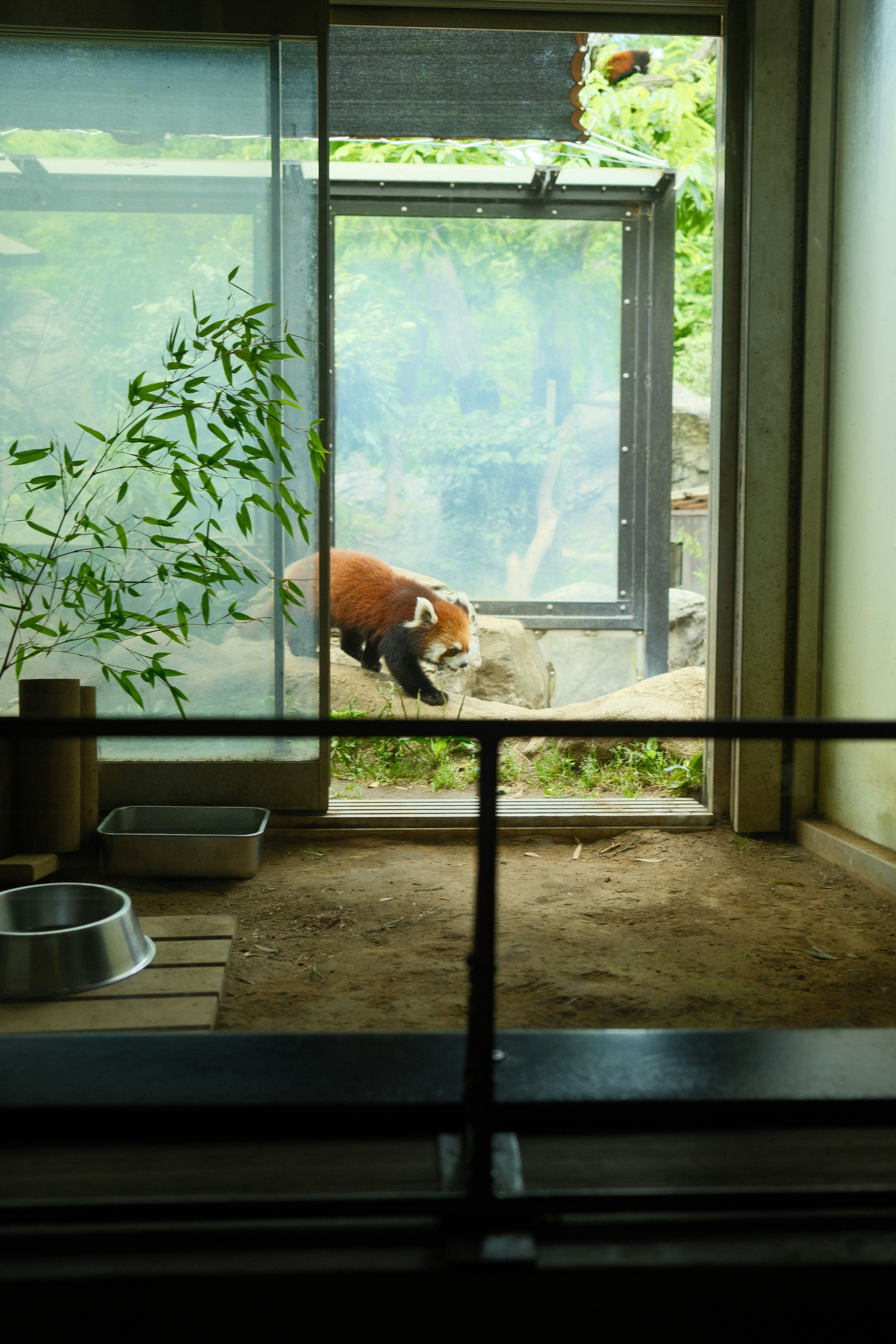 Red Panda at the Glass Threshold: Quiet Focus in an Enclosed Habitat