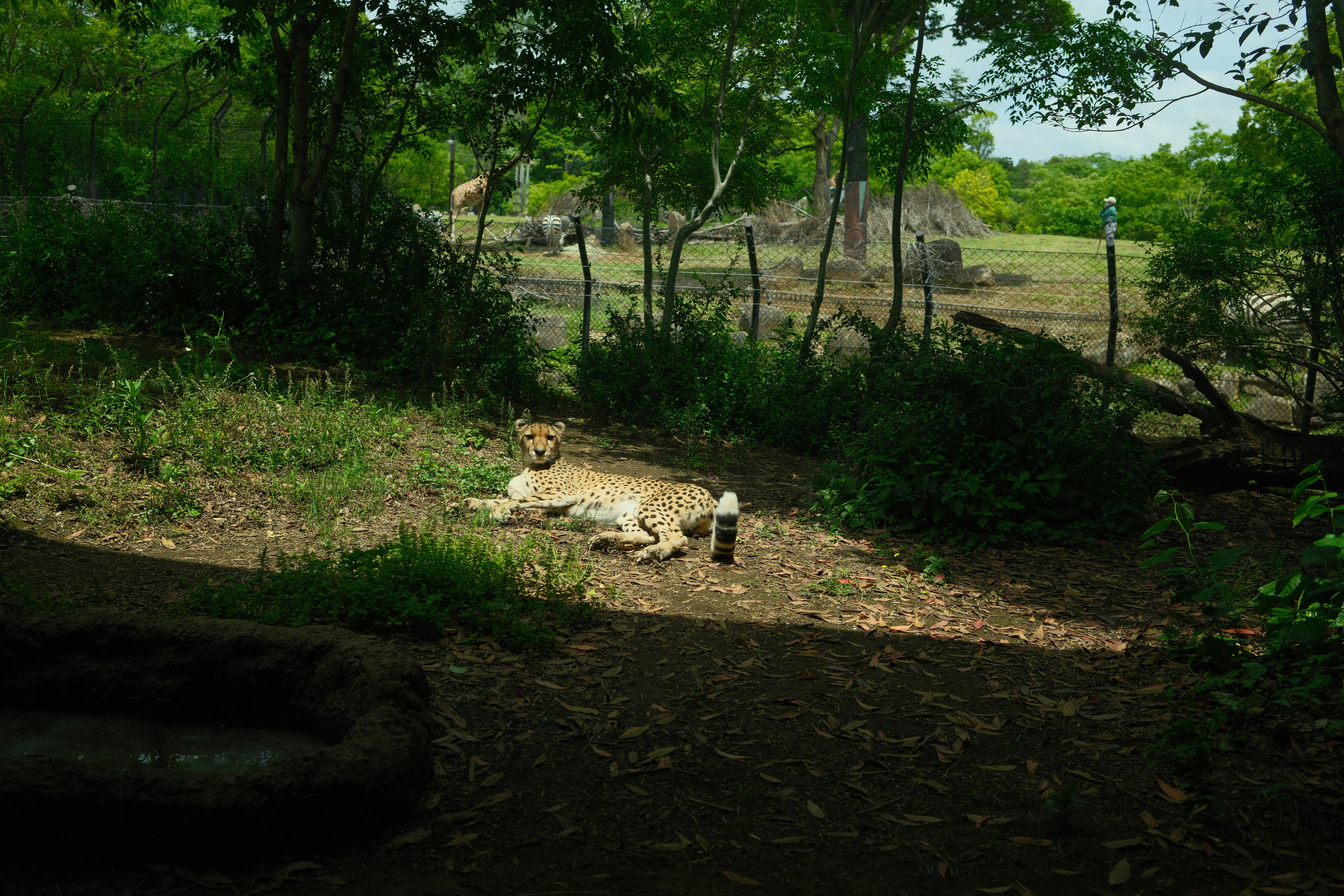 Lone Lynx at the Edge: A Quiet Enclosure Scene Under Dappled Shade