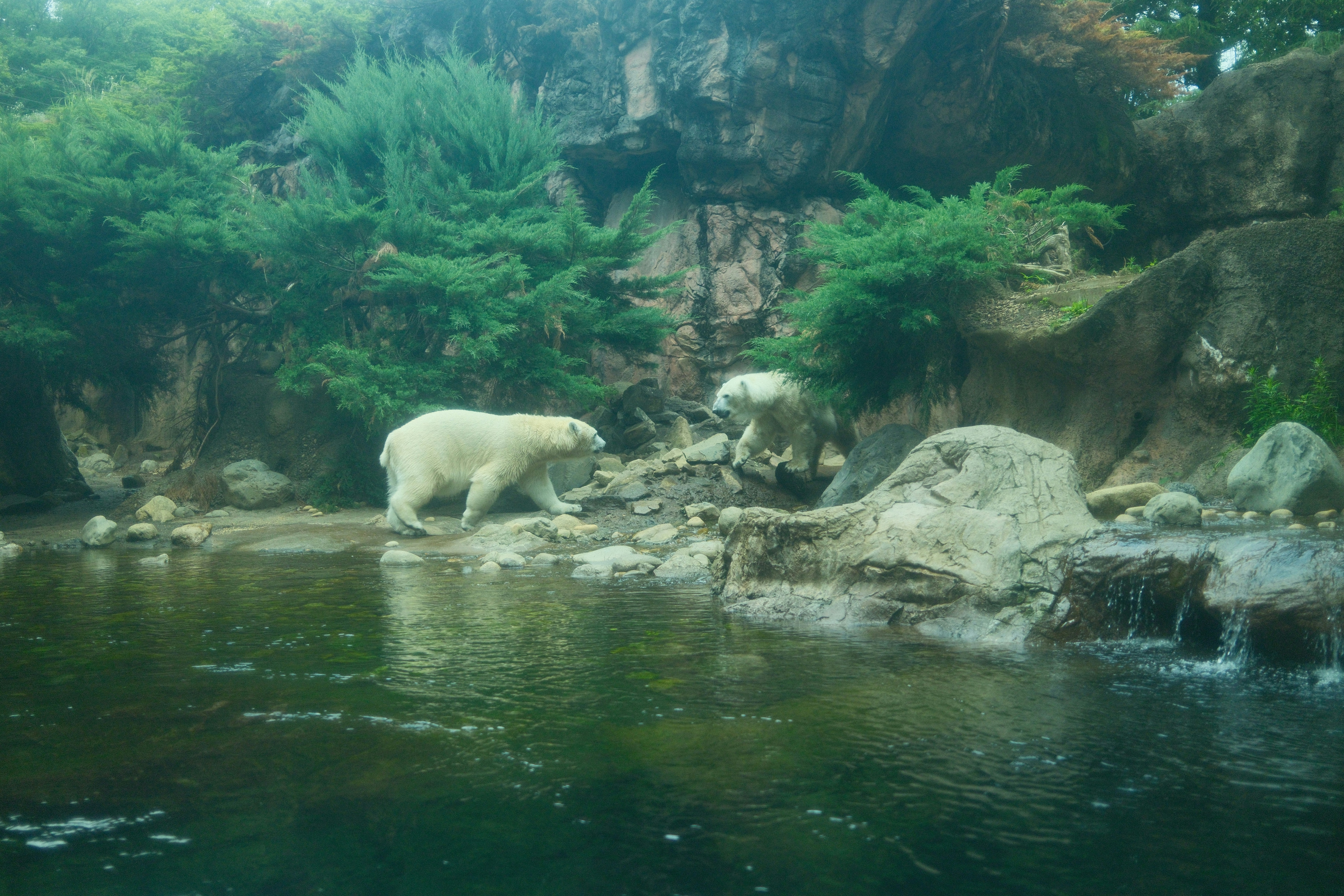 Polar Pair by the River: A Gentle Standoff Among Rocks