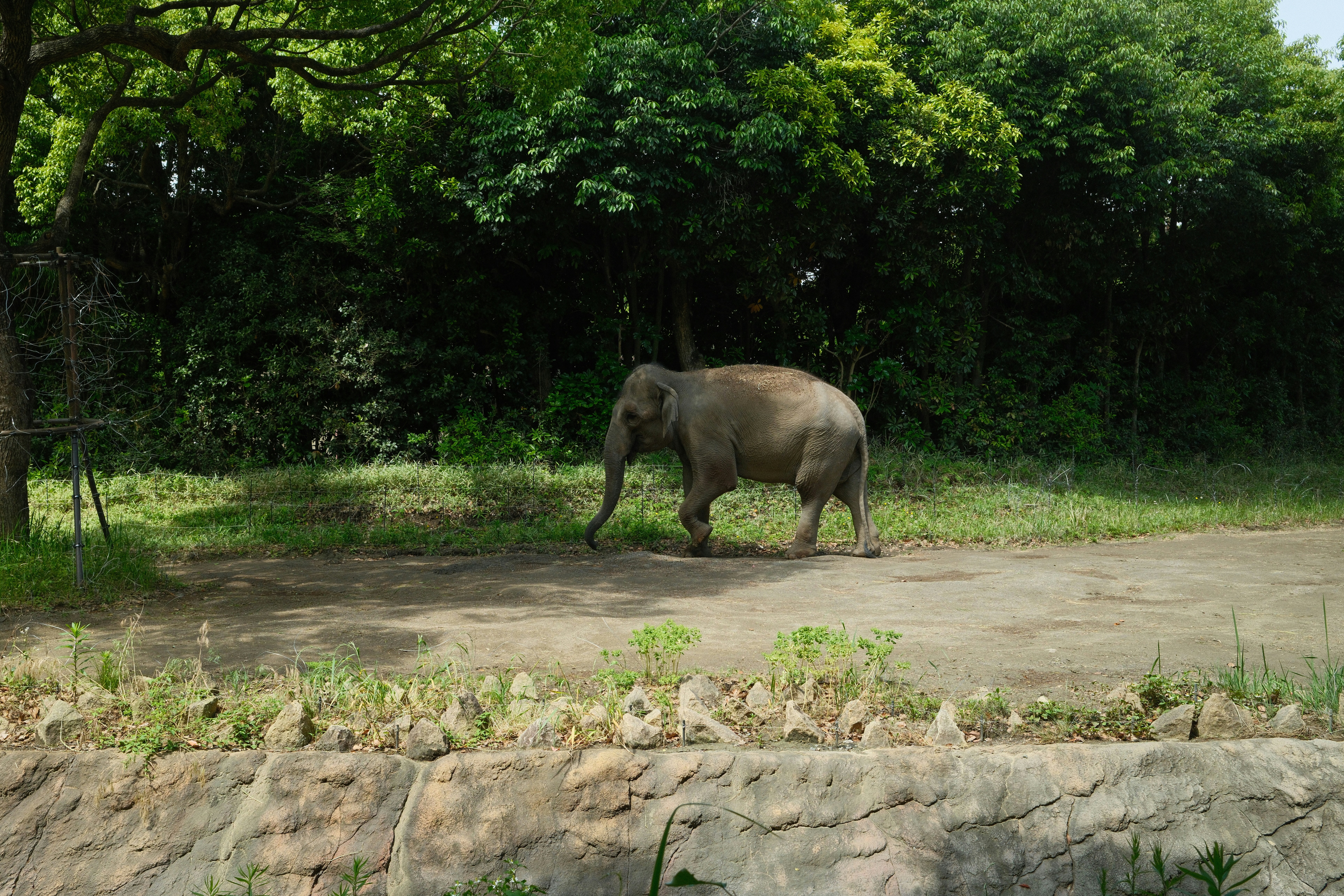 Lonely Elephant Strolls Along a Verdant Margin