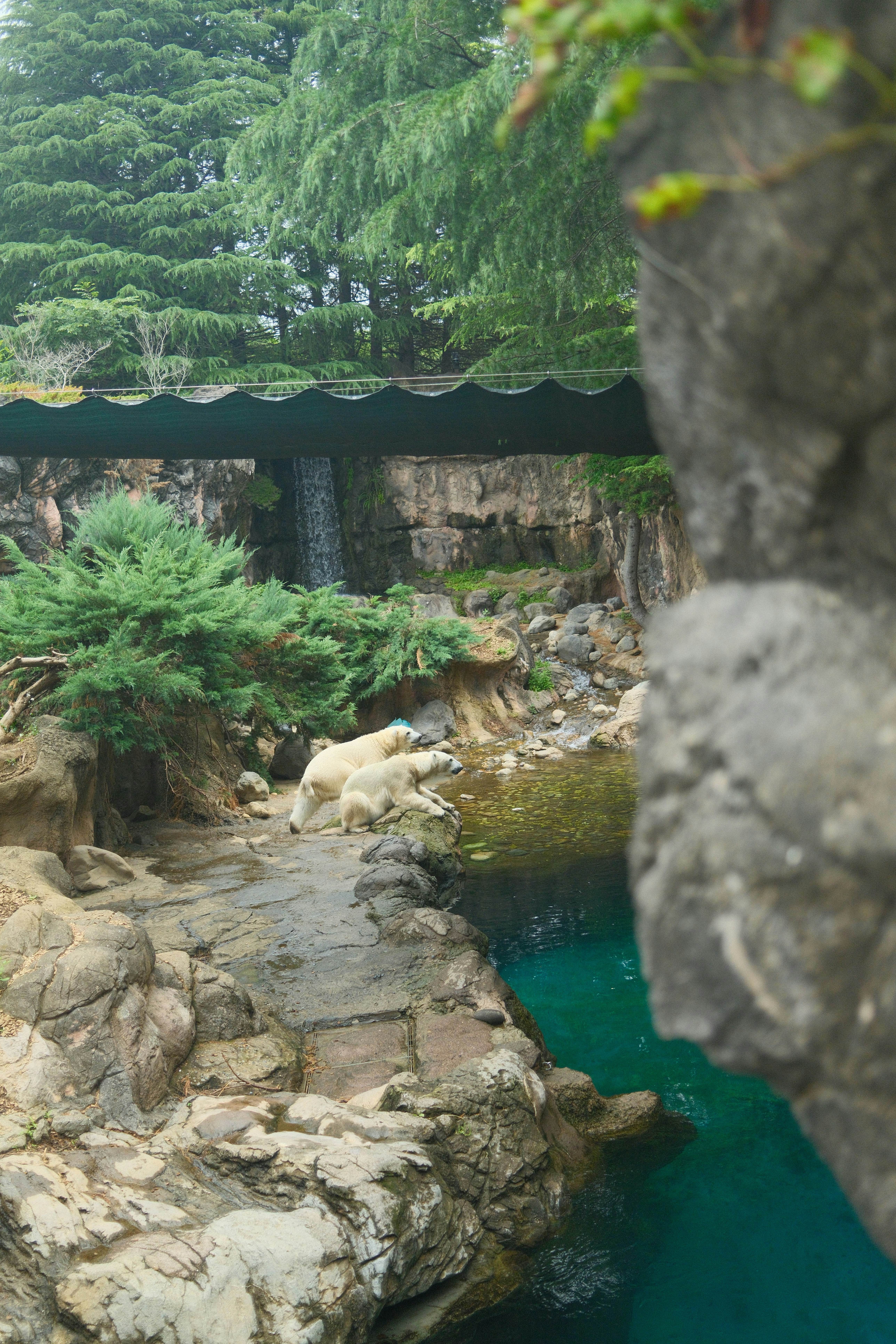 Polar bears resting by turquoise water, rocks, and lush trees.