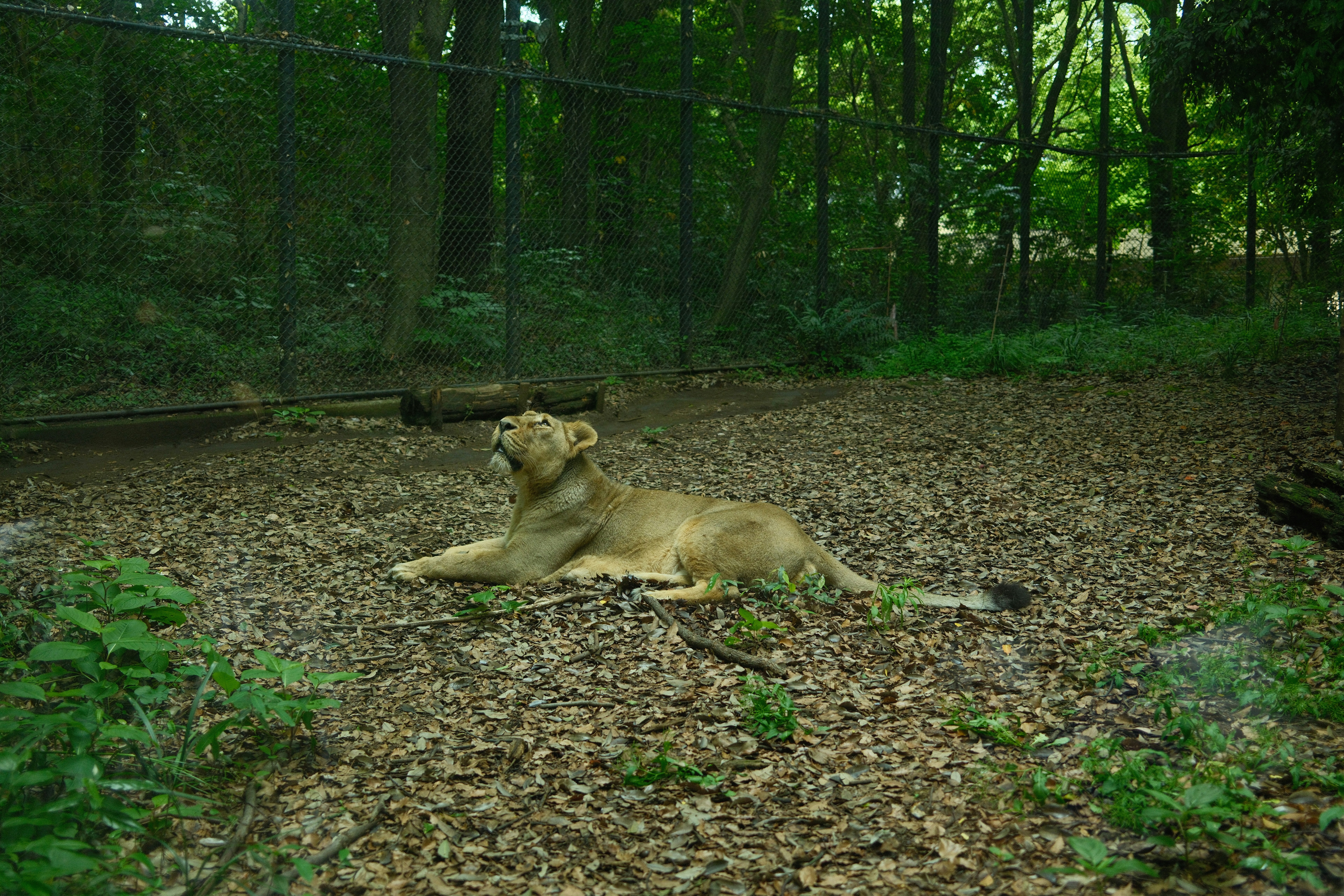 Low-Ced Forest Rest: A lioness lounges in dappled enclosure light