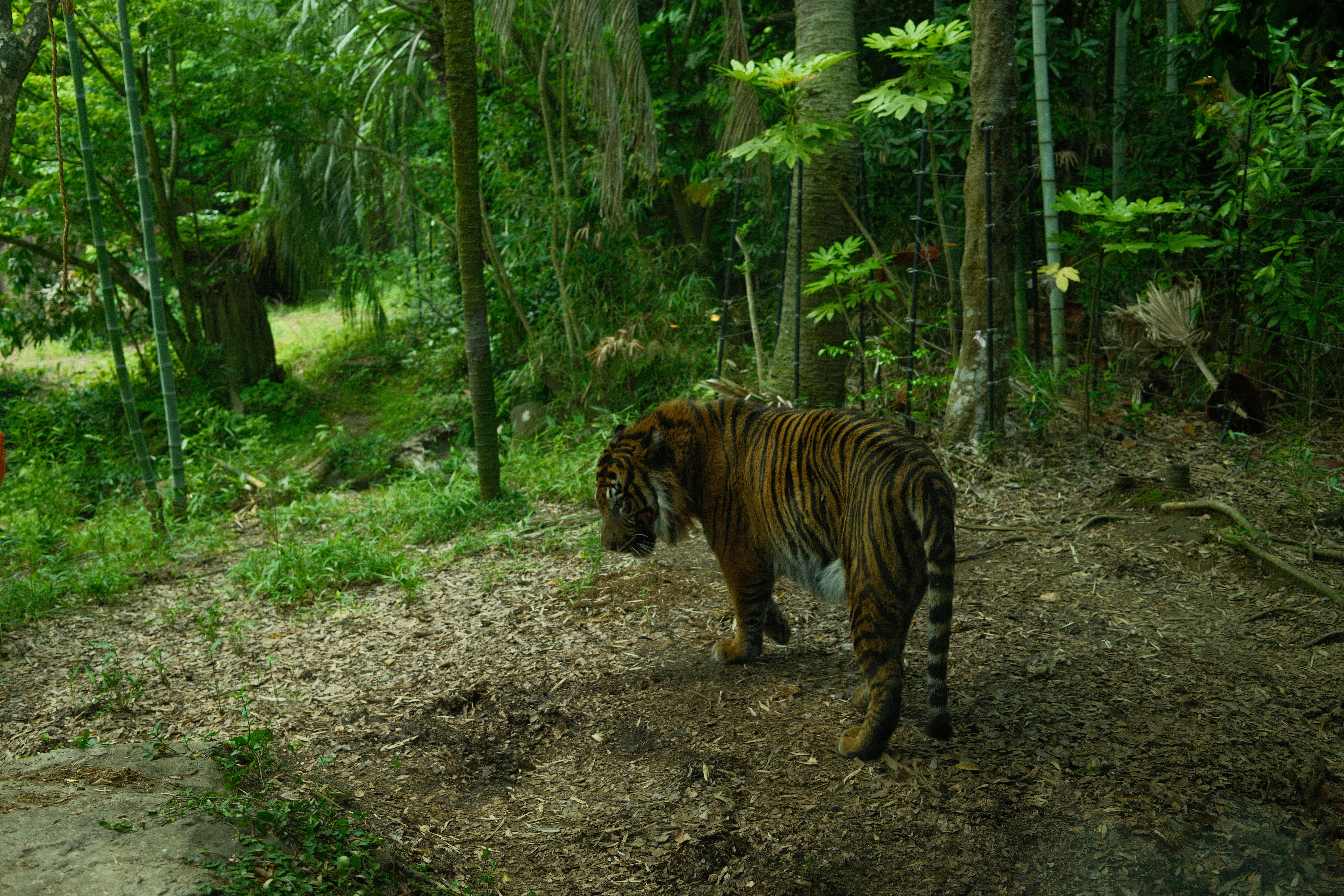 Tiger at the Edge of the Green Corridor