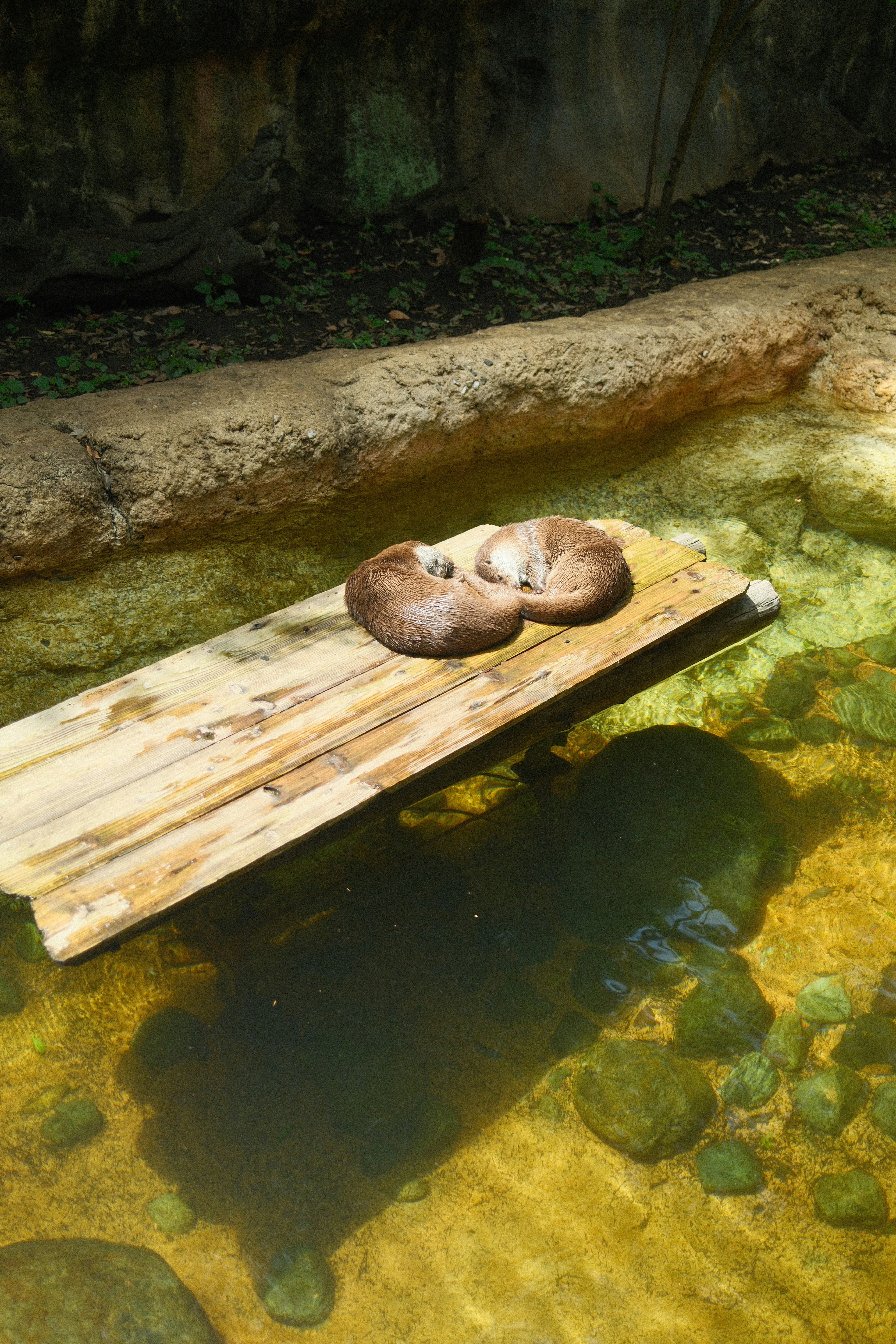 Two curled sleepers on a sunlit wooden dock over clear mineral water