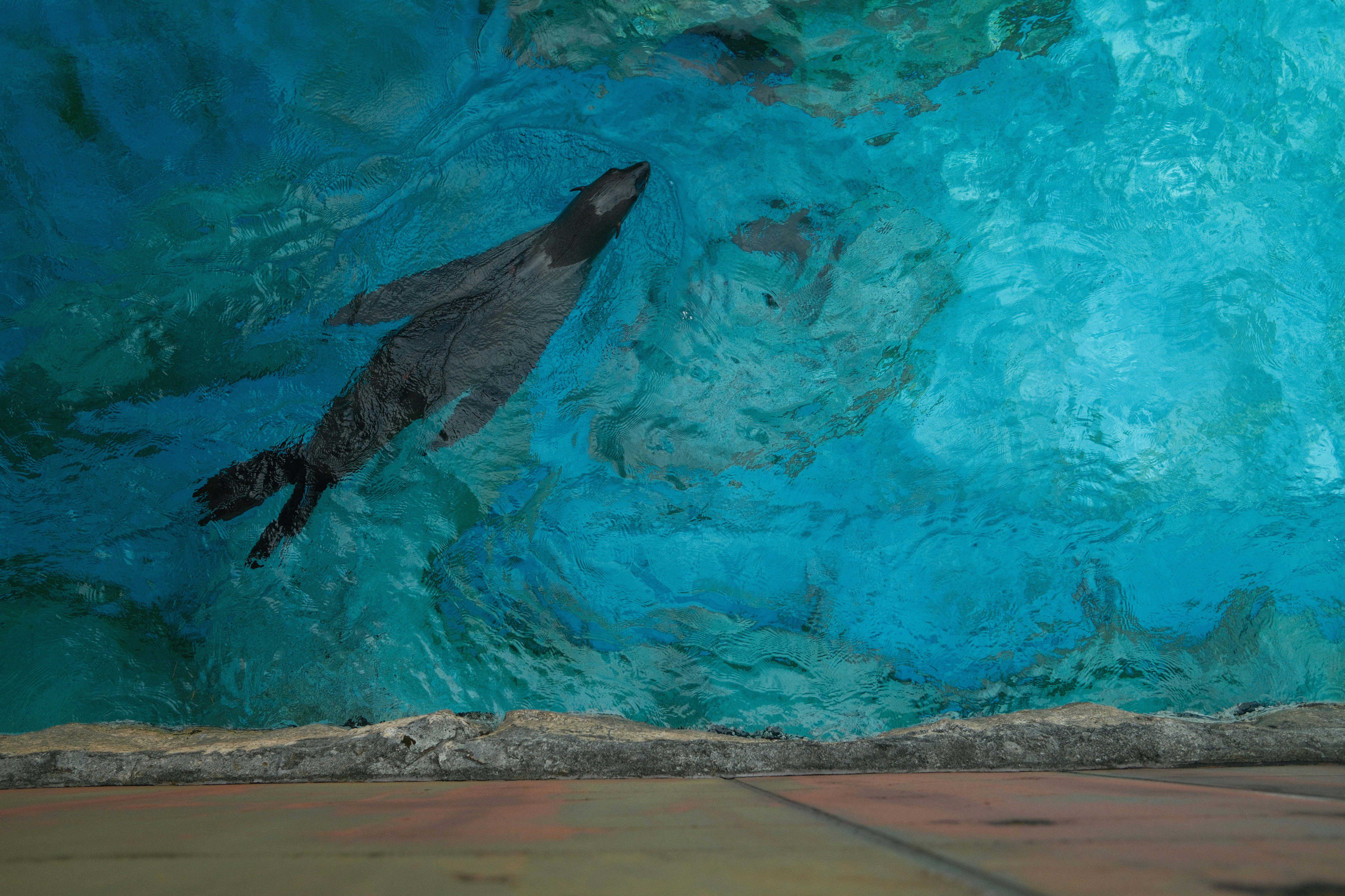 Underwater Glide: A Seal Surfaces from Blue Abyss