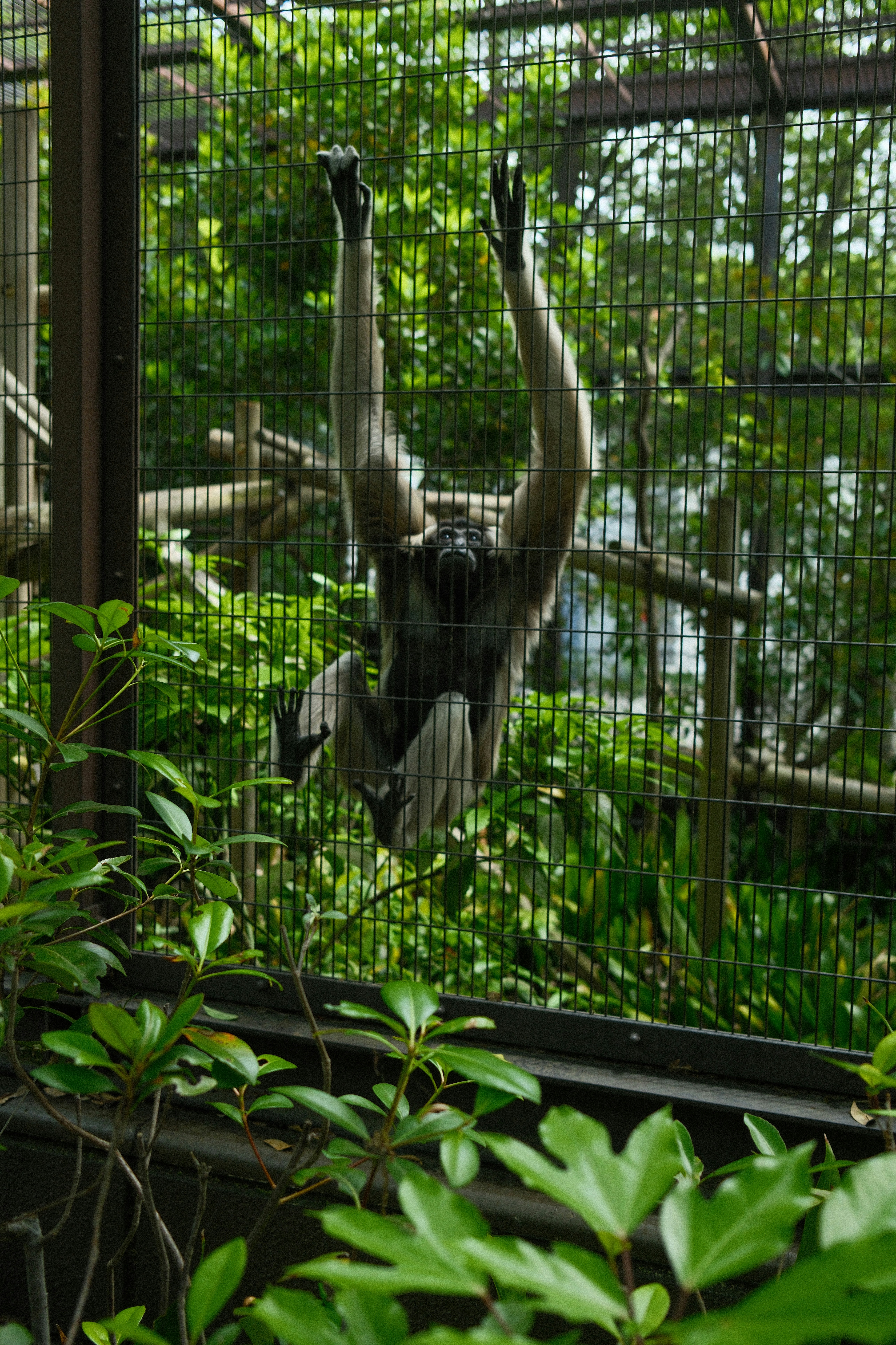Arboreal Acrobats: A Splayed Monkey Reaches Toward the Cage Mesh