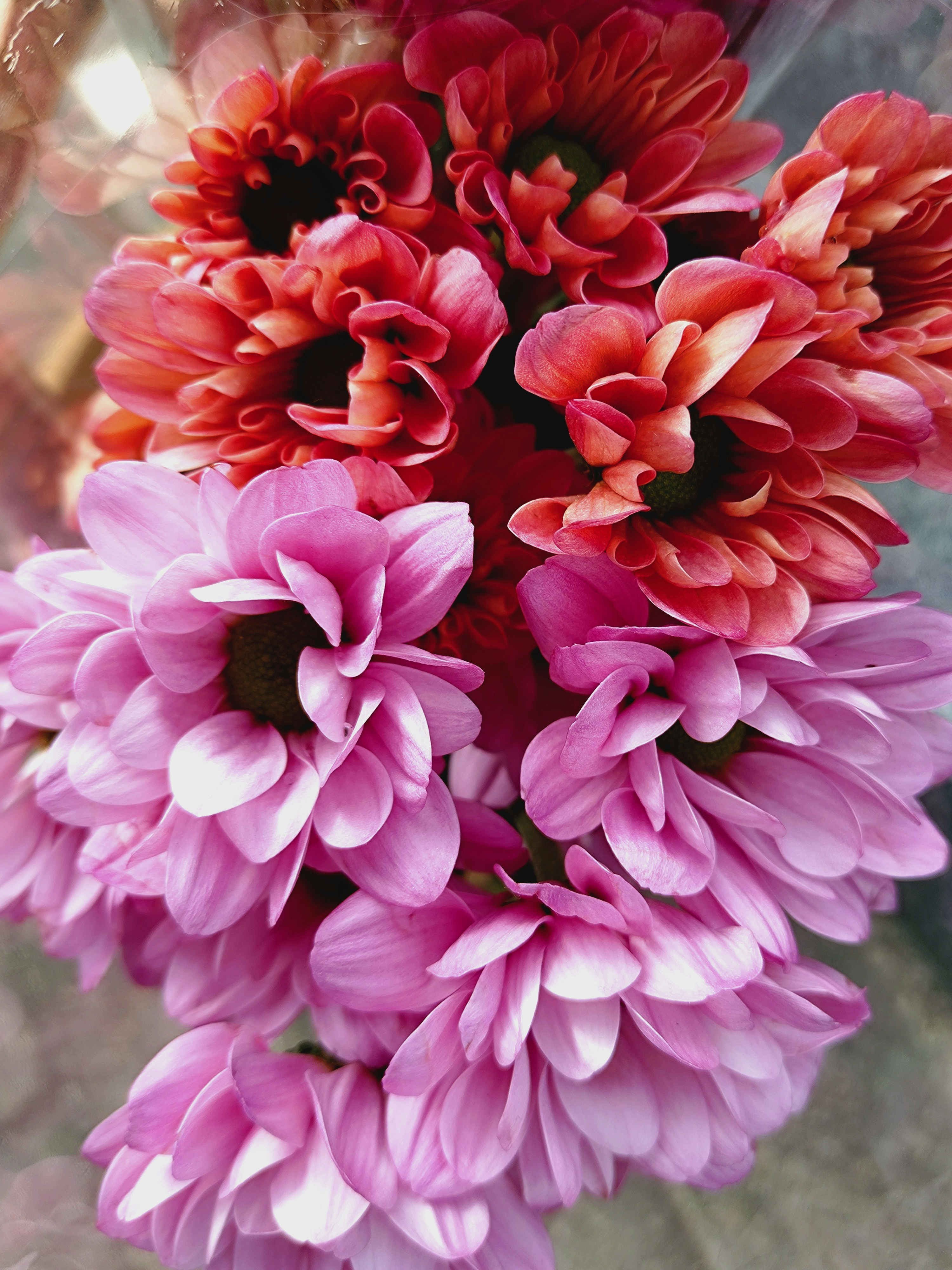 Bouquet in Bloom: A Coral-Pink Chorus of Chrysanthemums