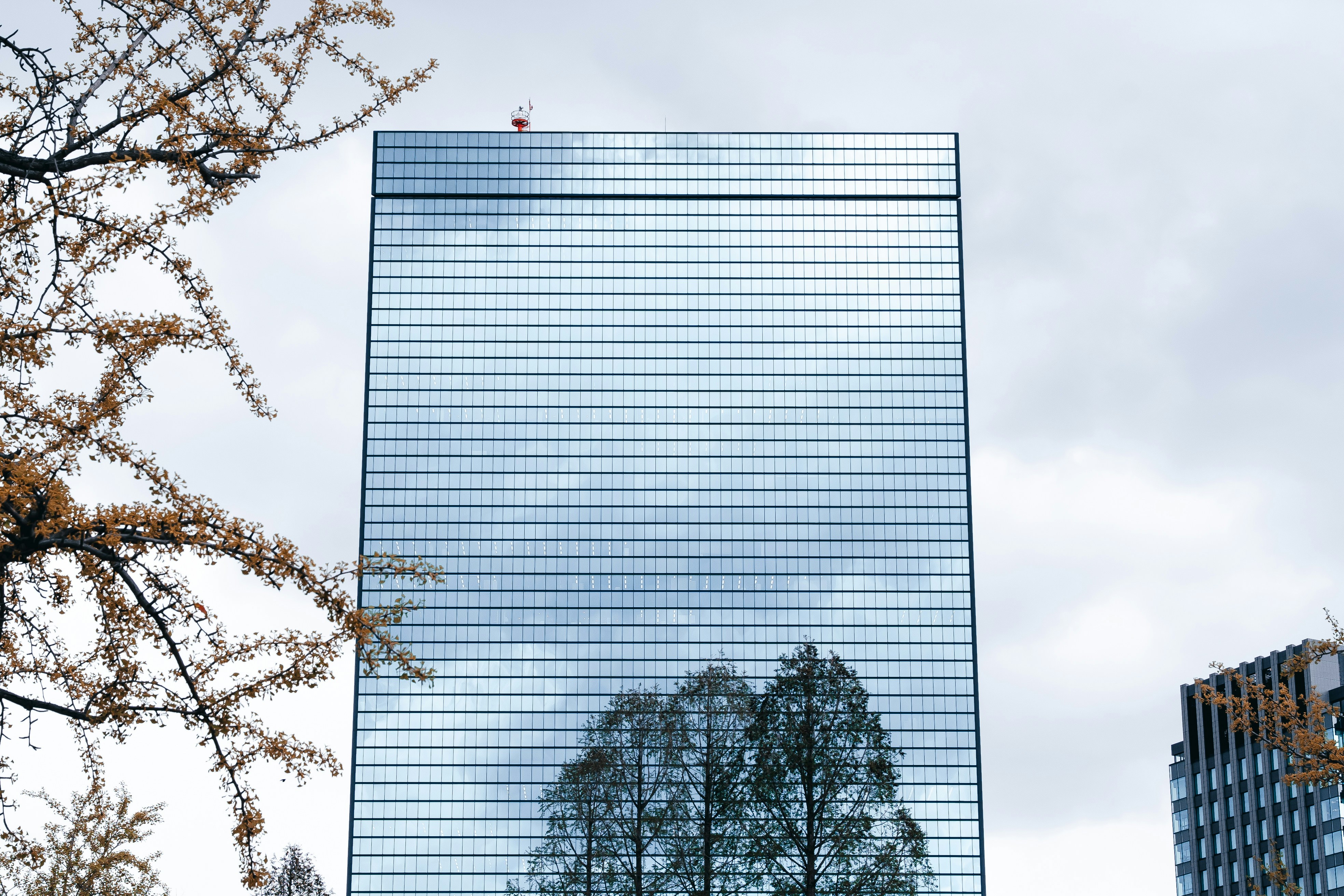 Glass Monolith Rising: A Skyscraper Framed by Trees