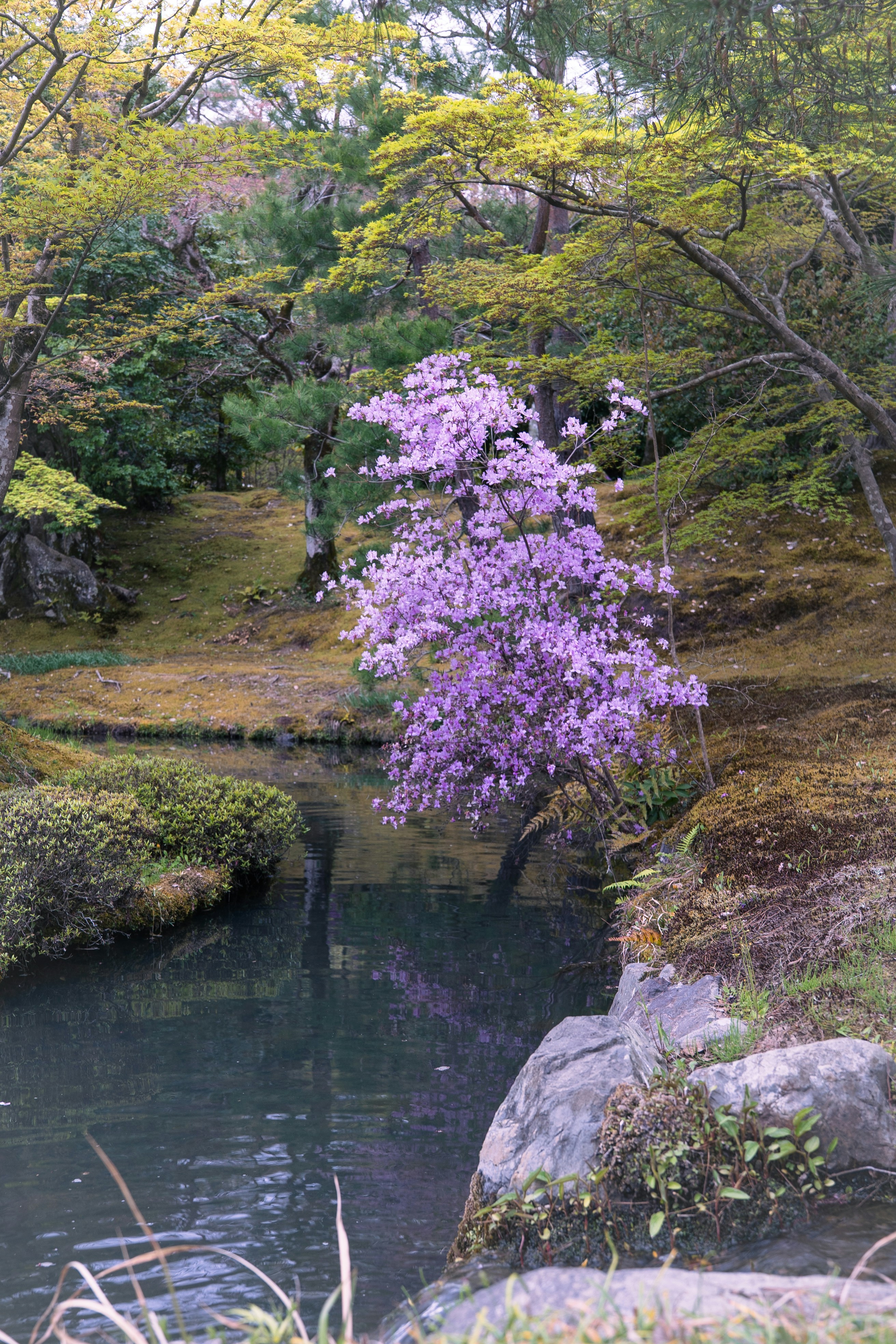 Lilac by the Quiet StreamChun Wang