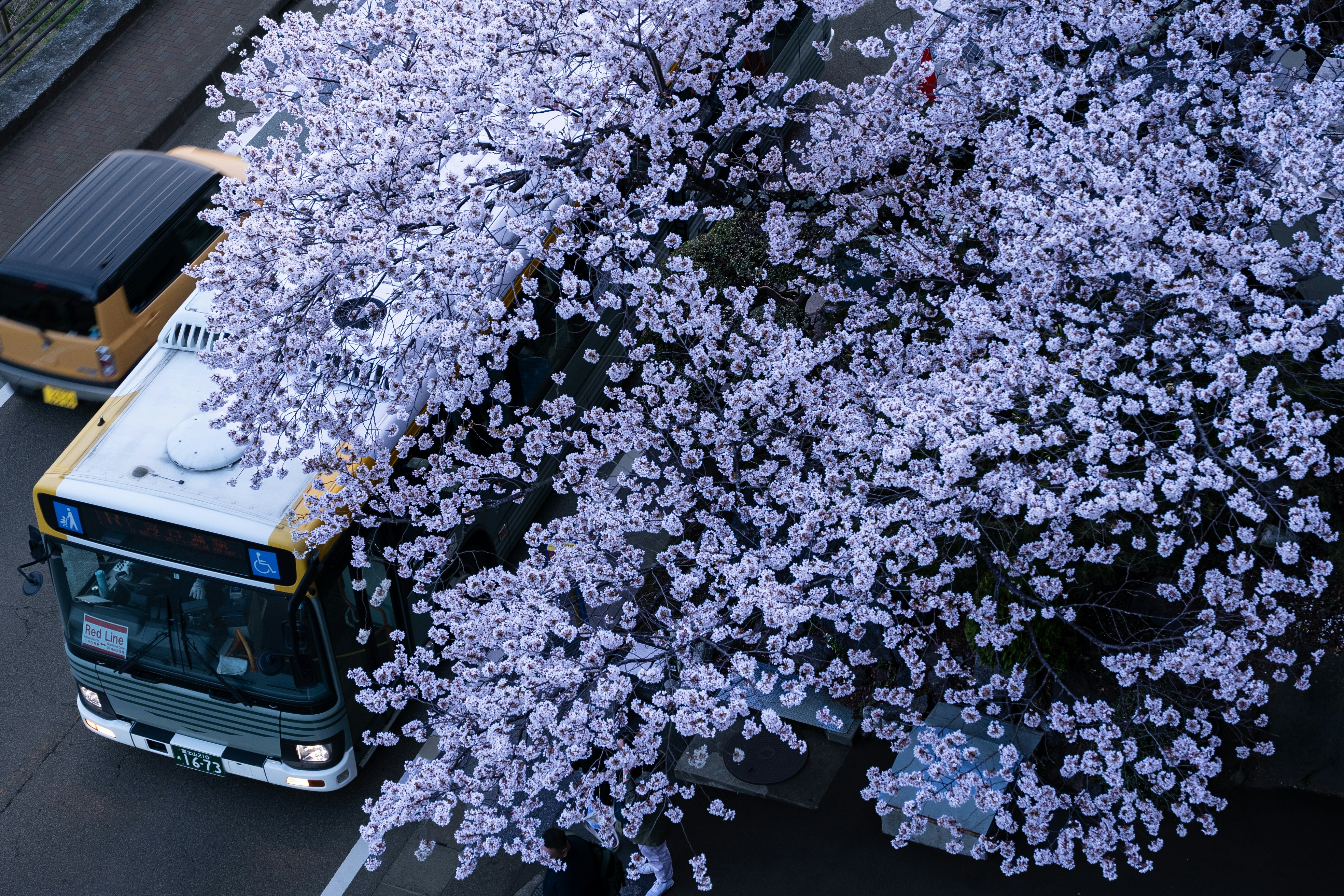 Blossoms and Bus: Aerial View Through Cherry Canopy Overhead