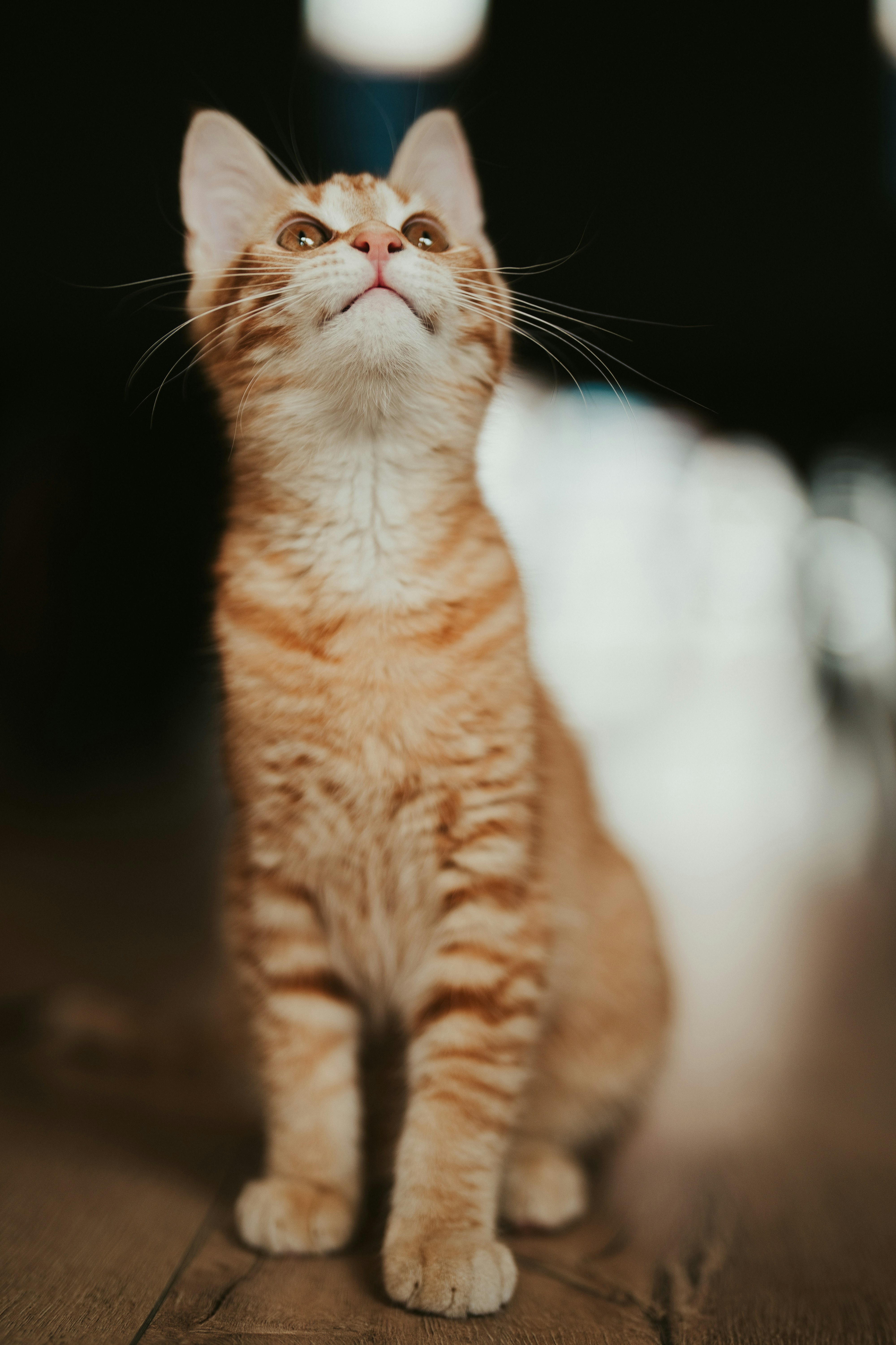 Curious Gaze: Orange Kitten Reaches for a Hidden World