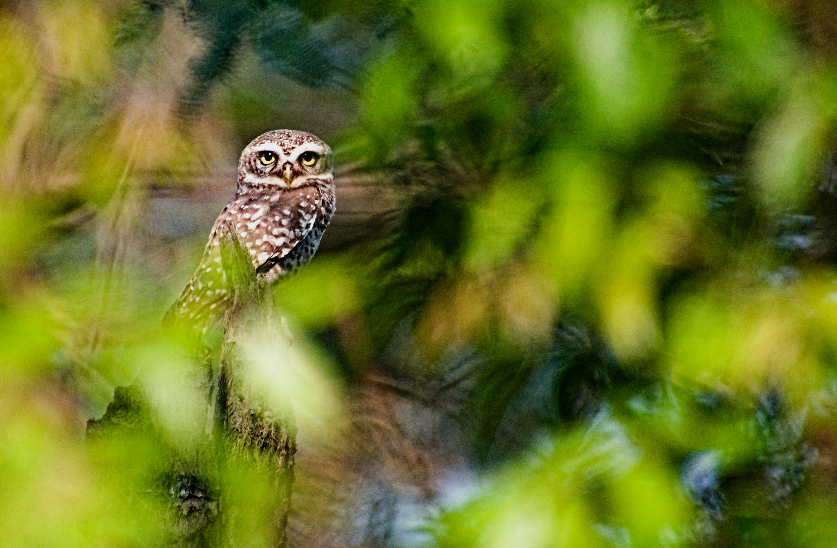 Hidden Watcher in the Green Curtain