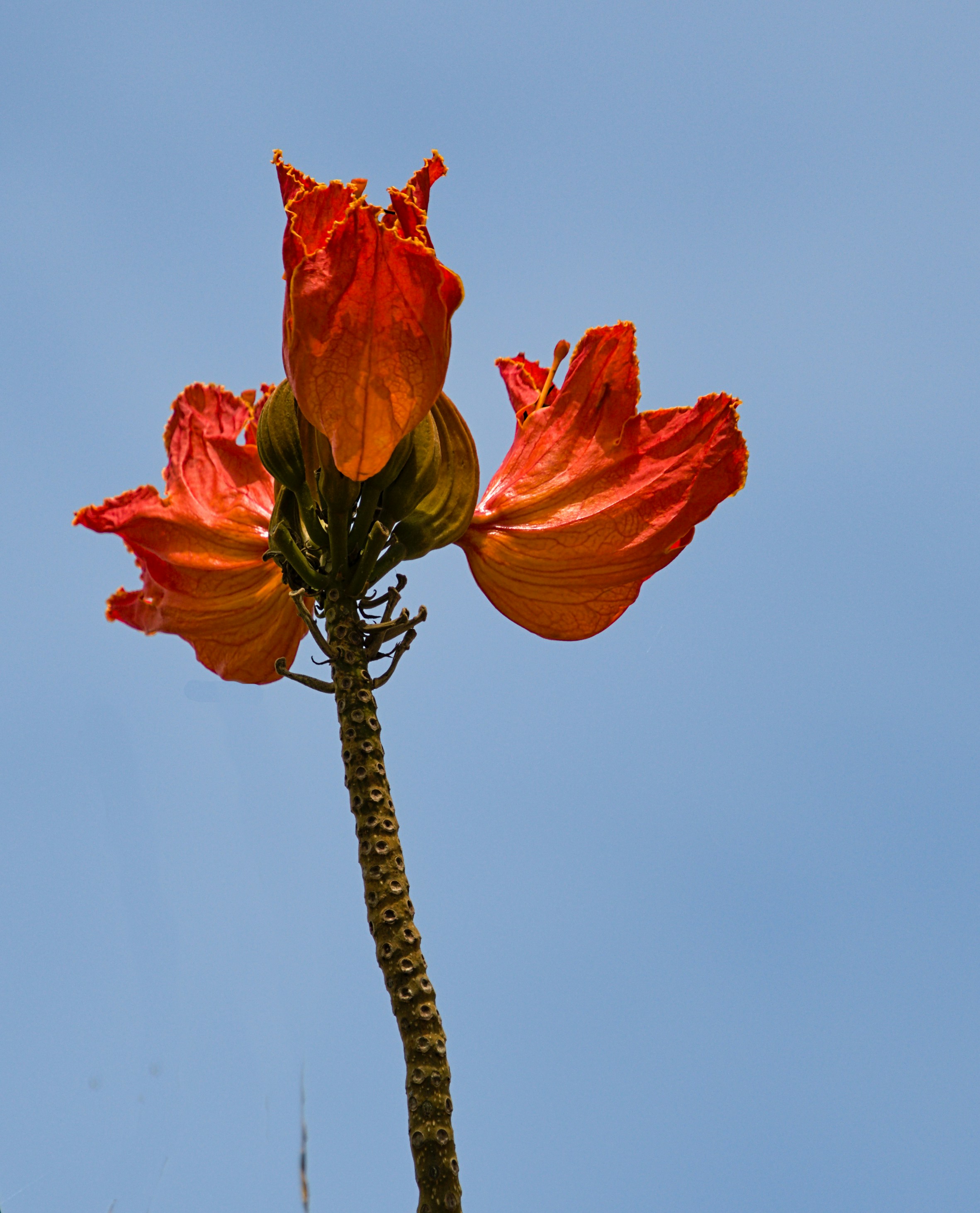 Red Bloom Reaching into a Clear Sky