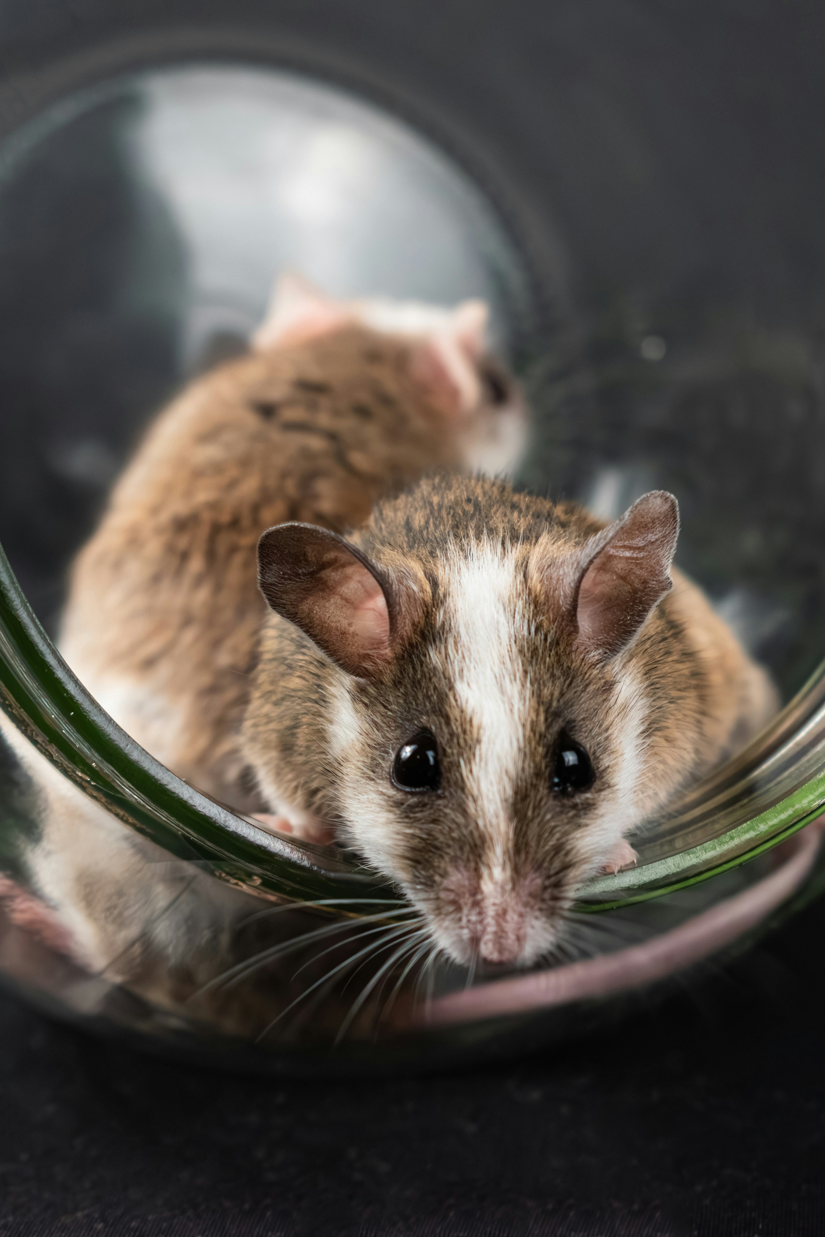 Curious Rodent in a Glass World