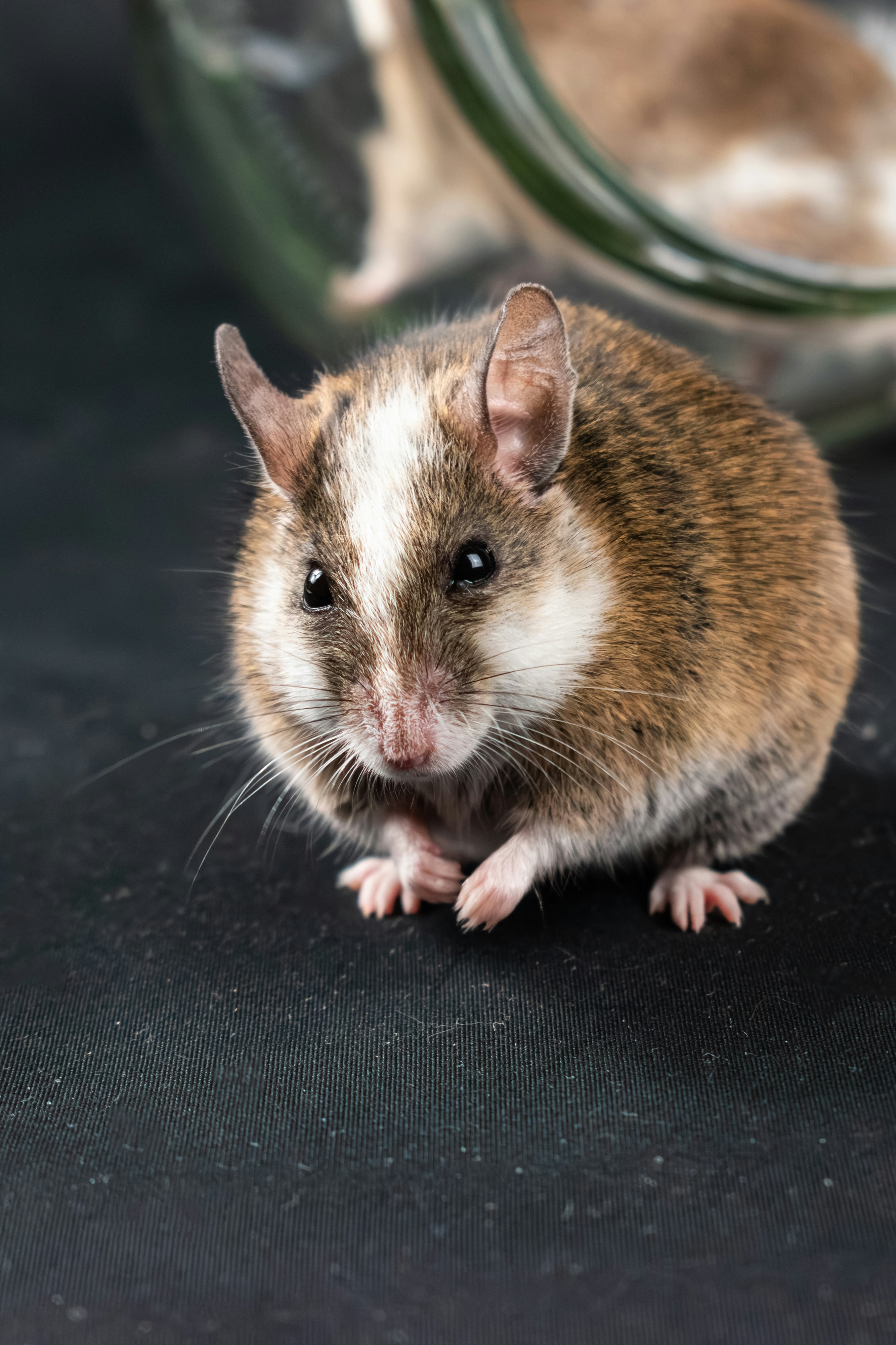 Curious Mouse in a Quiet Studio