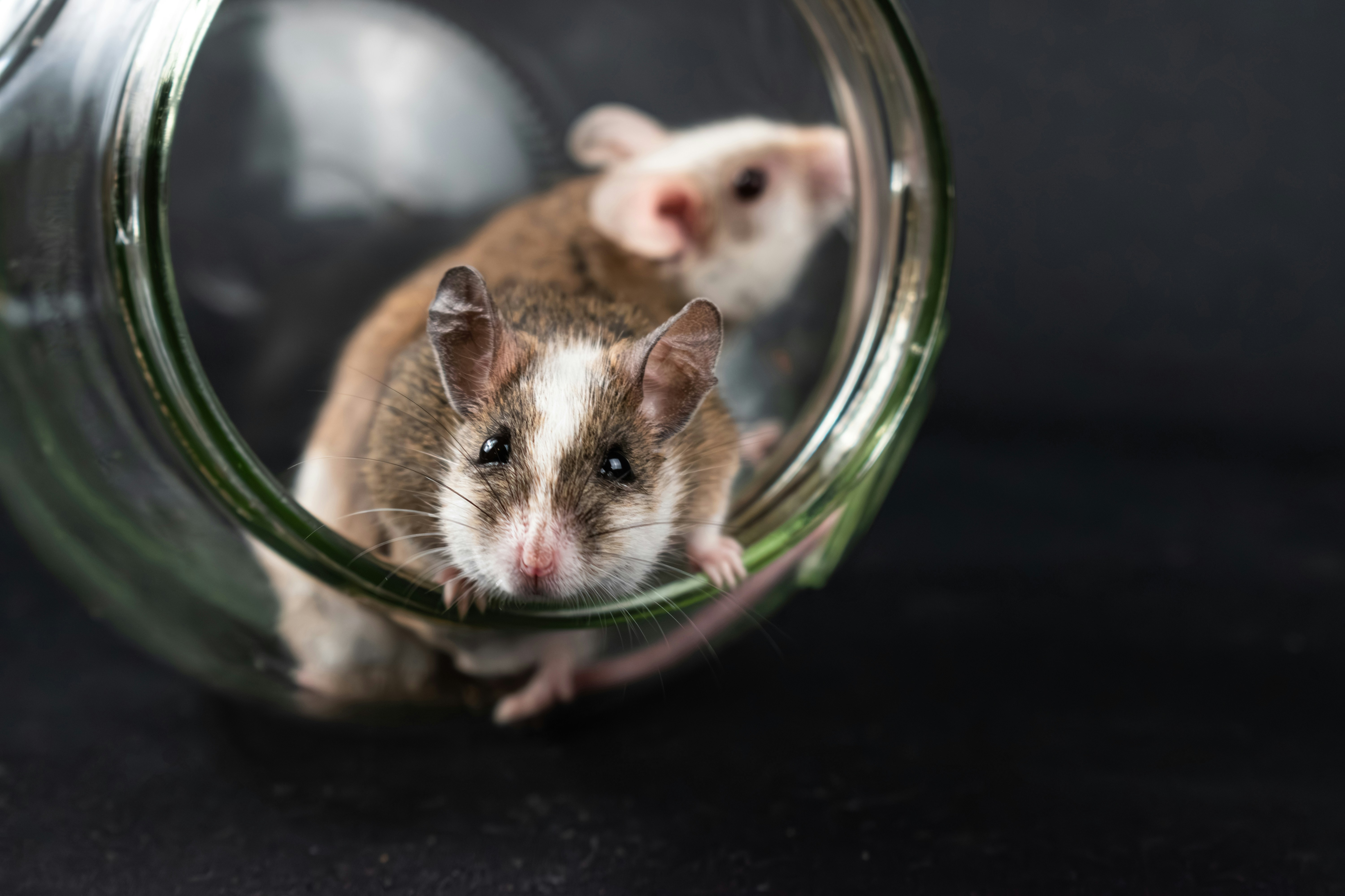 Curious Eyes Through a Glassy Portal