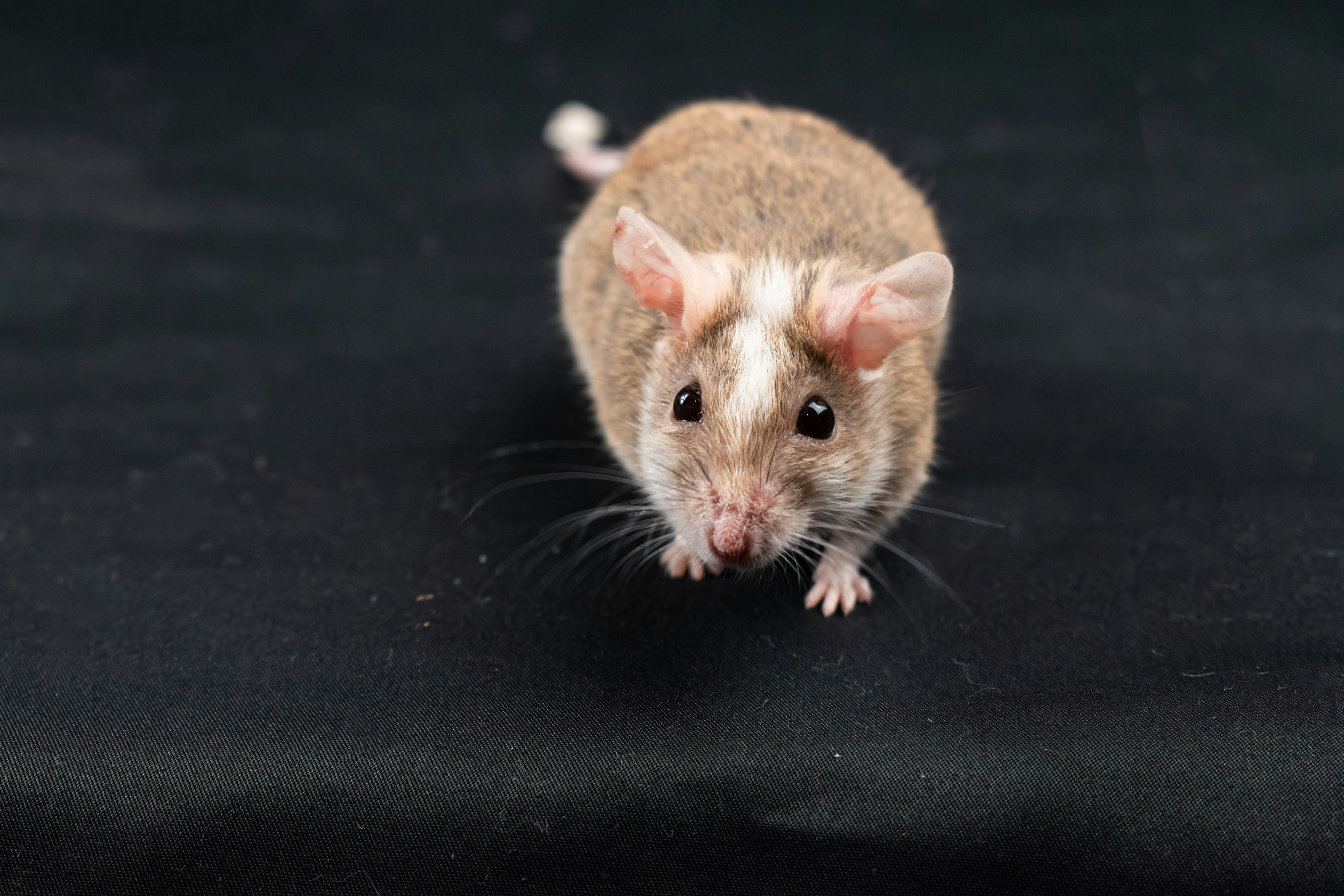Curious Mouse on a Velvet Stage