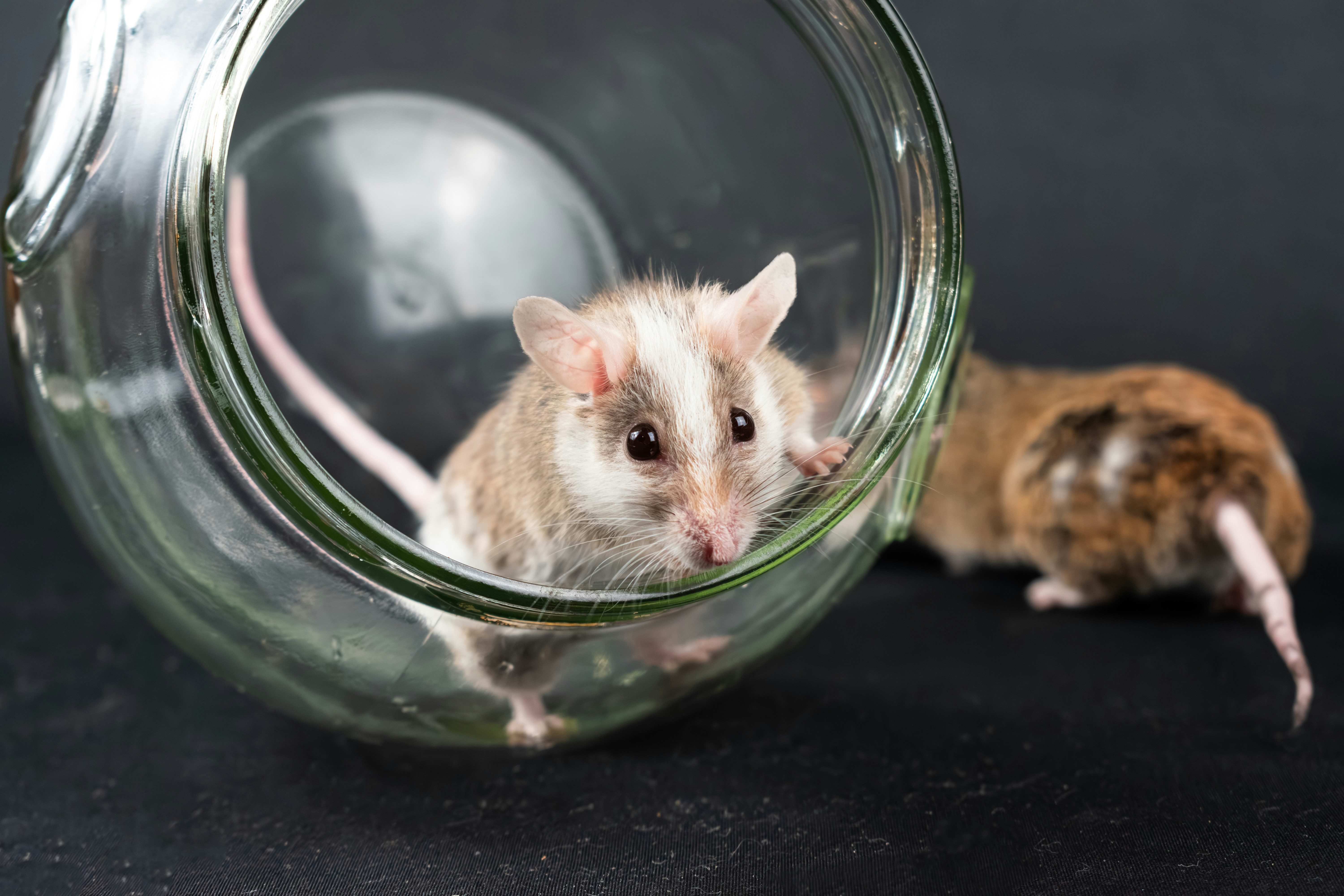 Curious Mouse Emerges from a Glass Tunnel