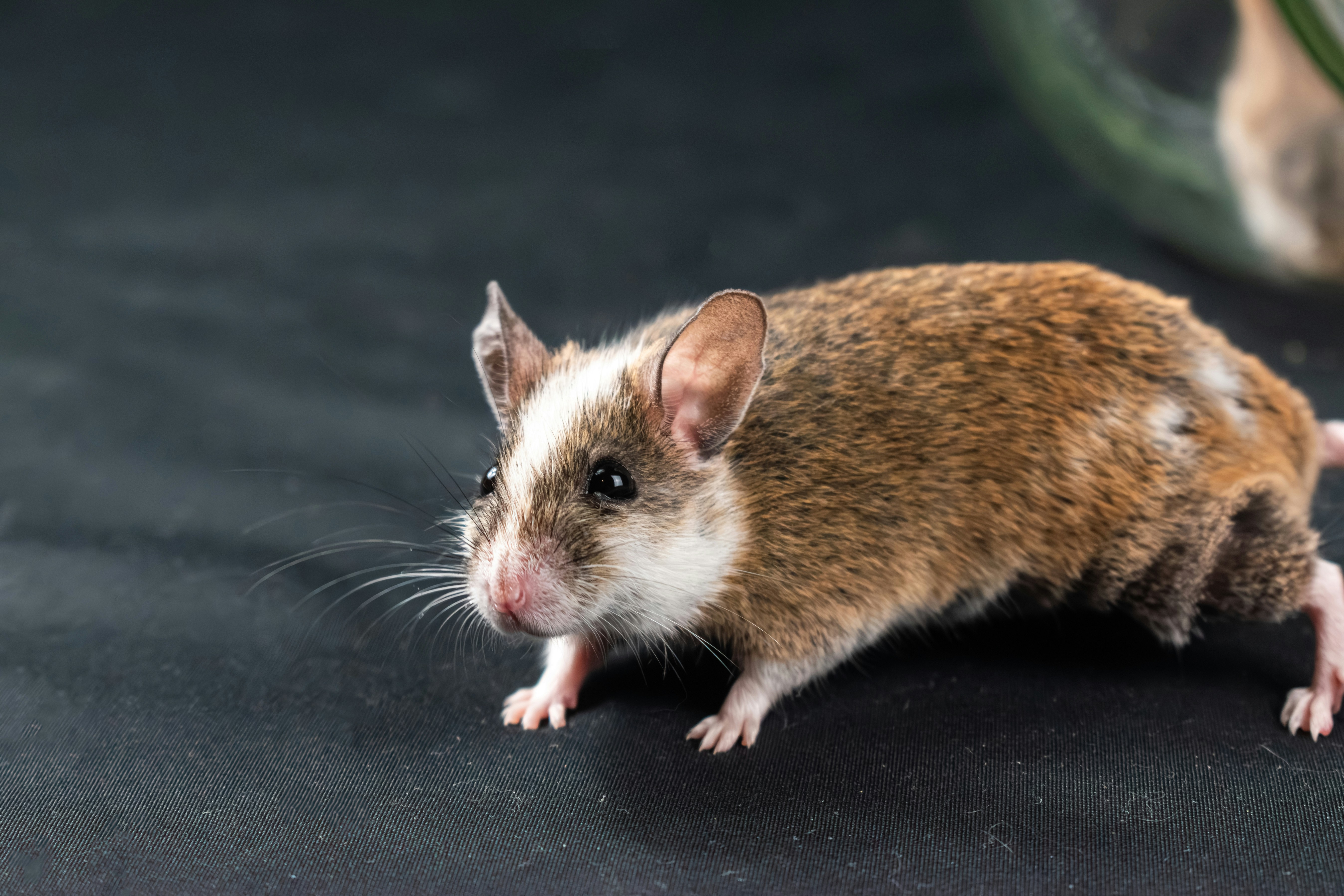 Tiny wanderer on a velvet stage