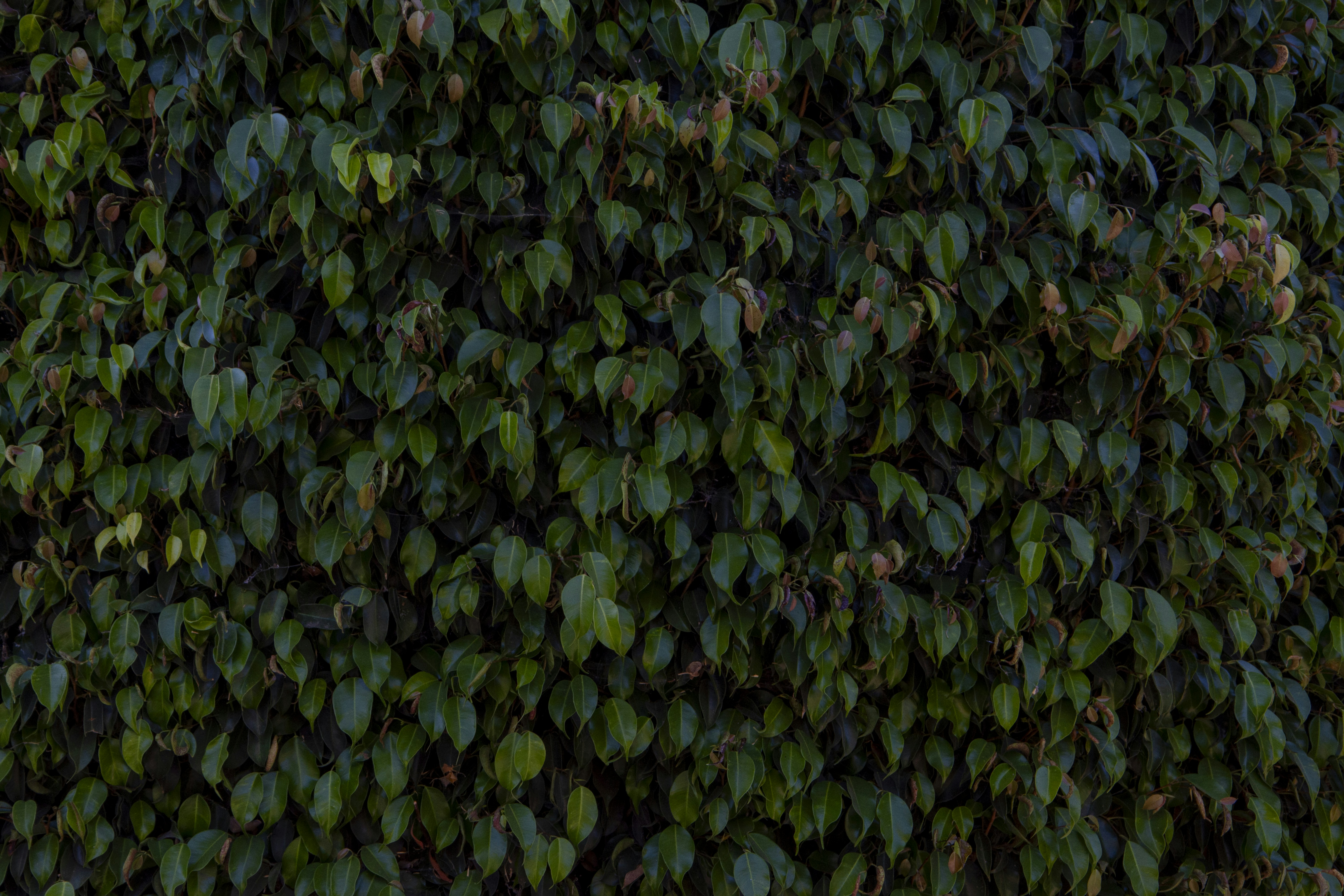Verdant Mosaic: Close-Up of Dense Foliage