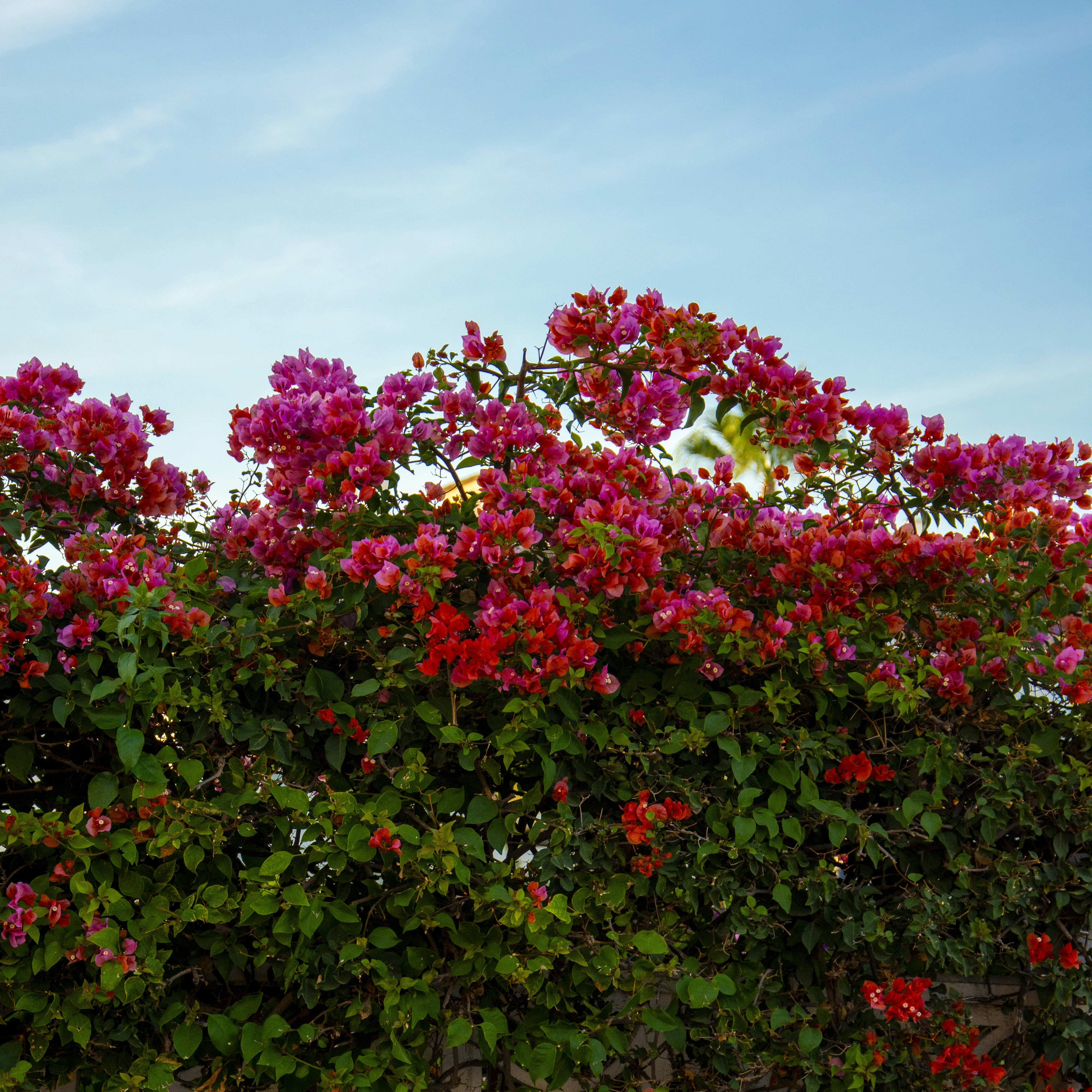 Bougainvillea Crown Under a Bright Summer Sky