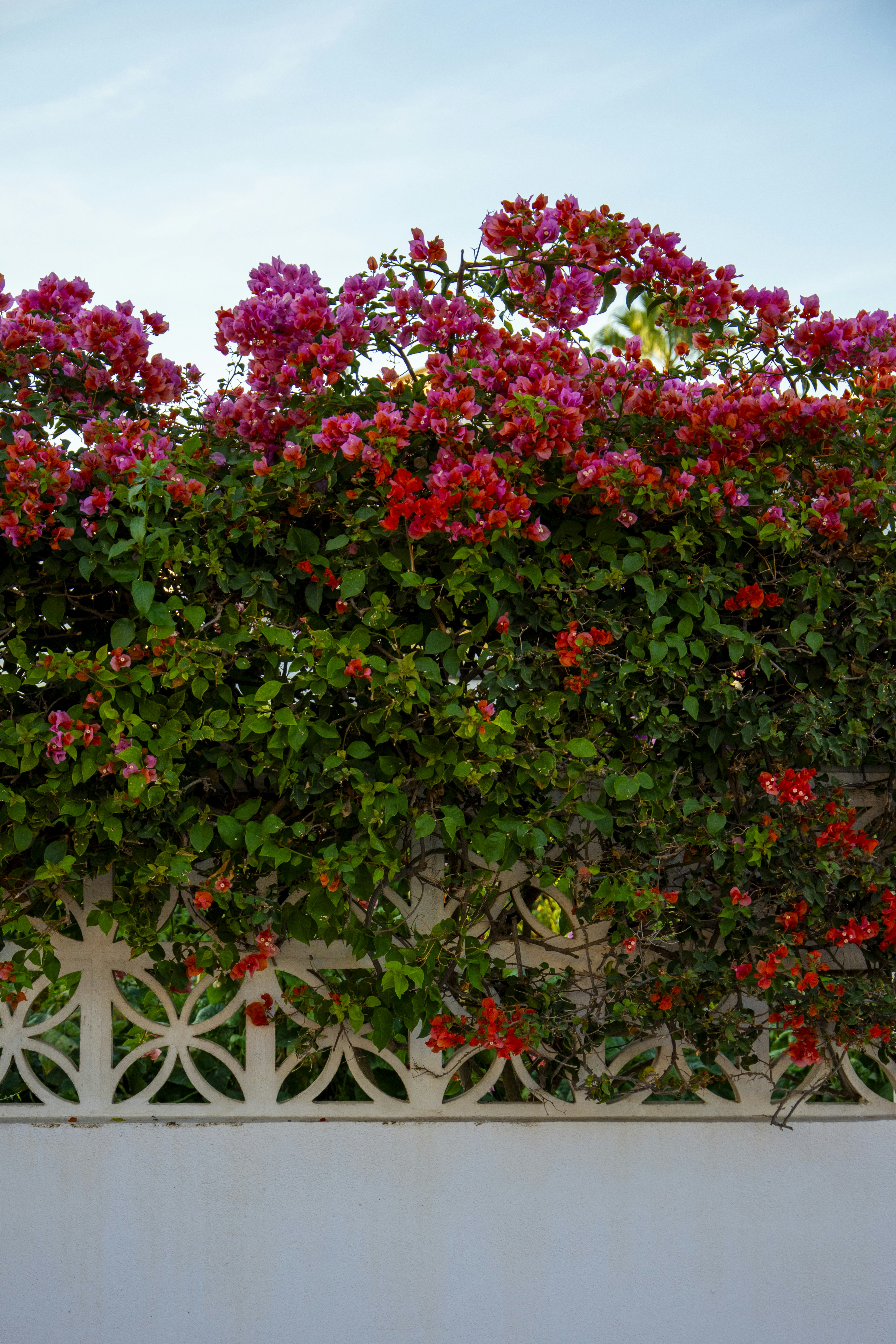Crimson Bougainvillea Crest over a Lattice Wall