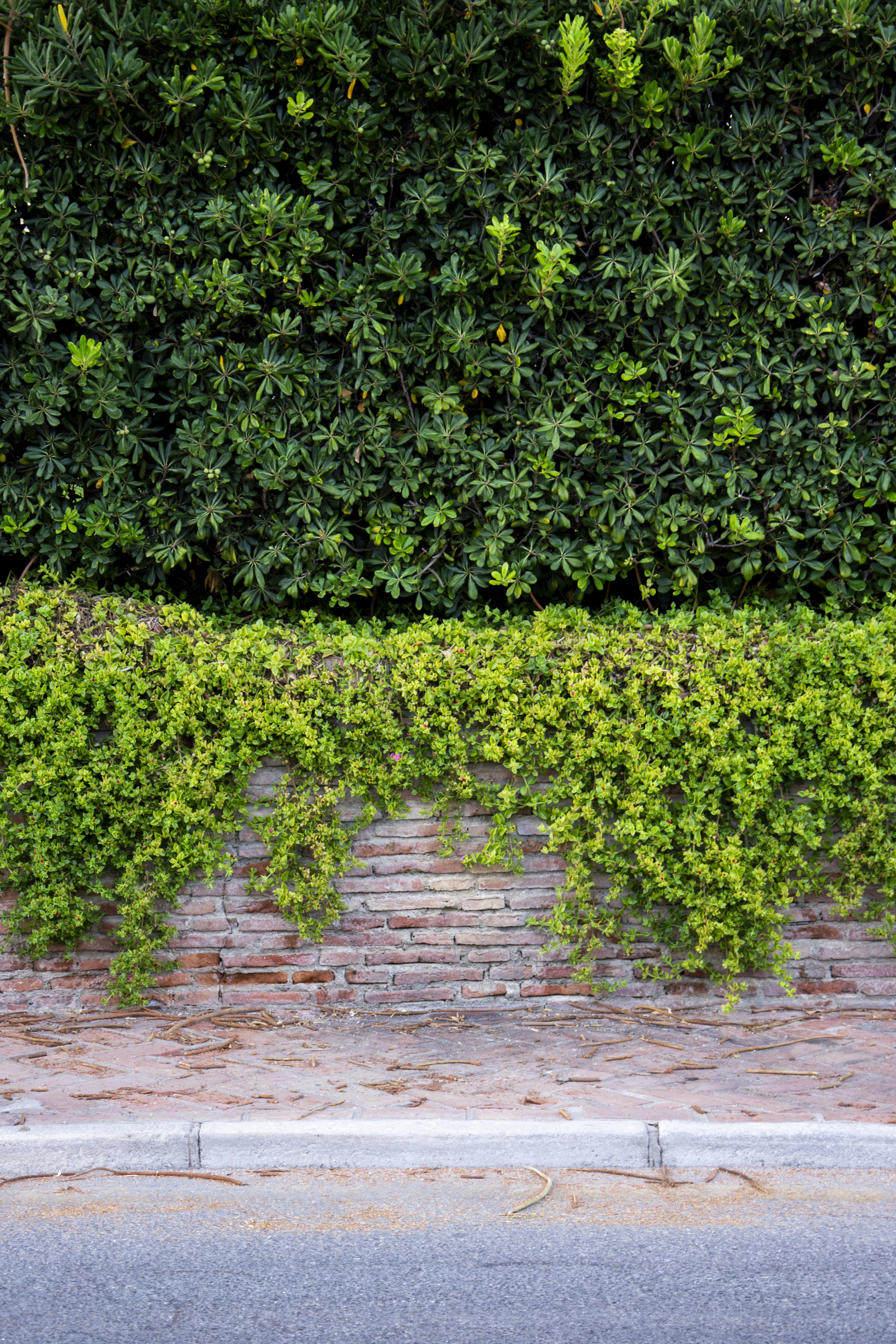 Green Wall Over Brick and Pebble Path