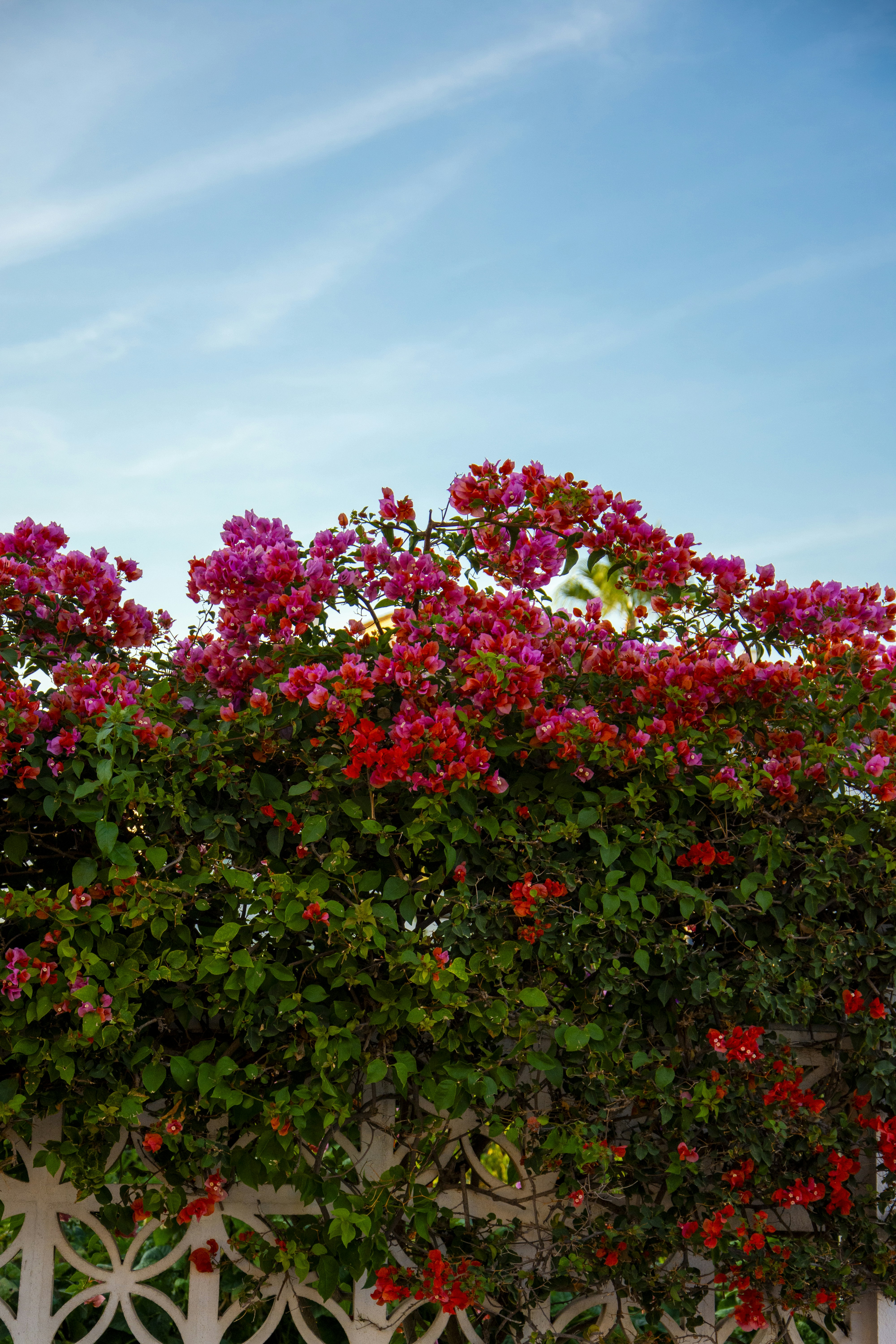 Blooming Crest Above the Lattice Wall